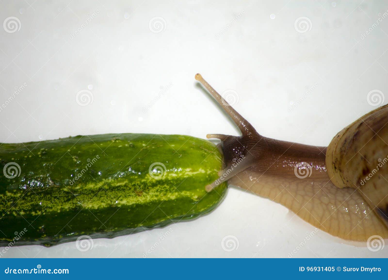 Snail with Green Cucumber Isolated Stock Image - Image of cochlea, food ...