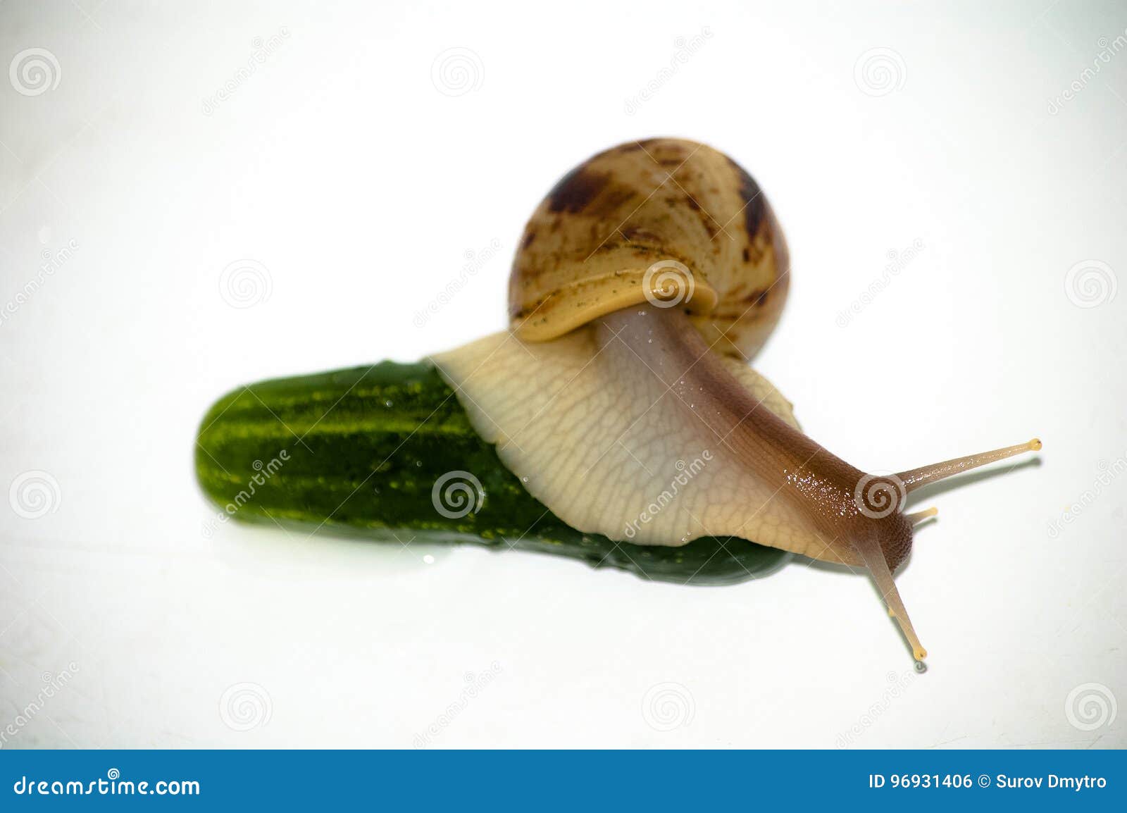 Snail with Green Cucumber Isolated Stock Photo - Image of helix, animal ...