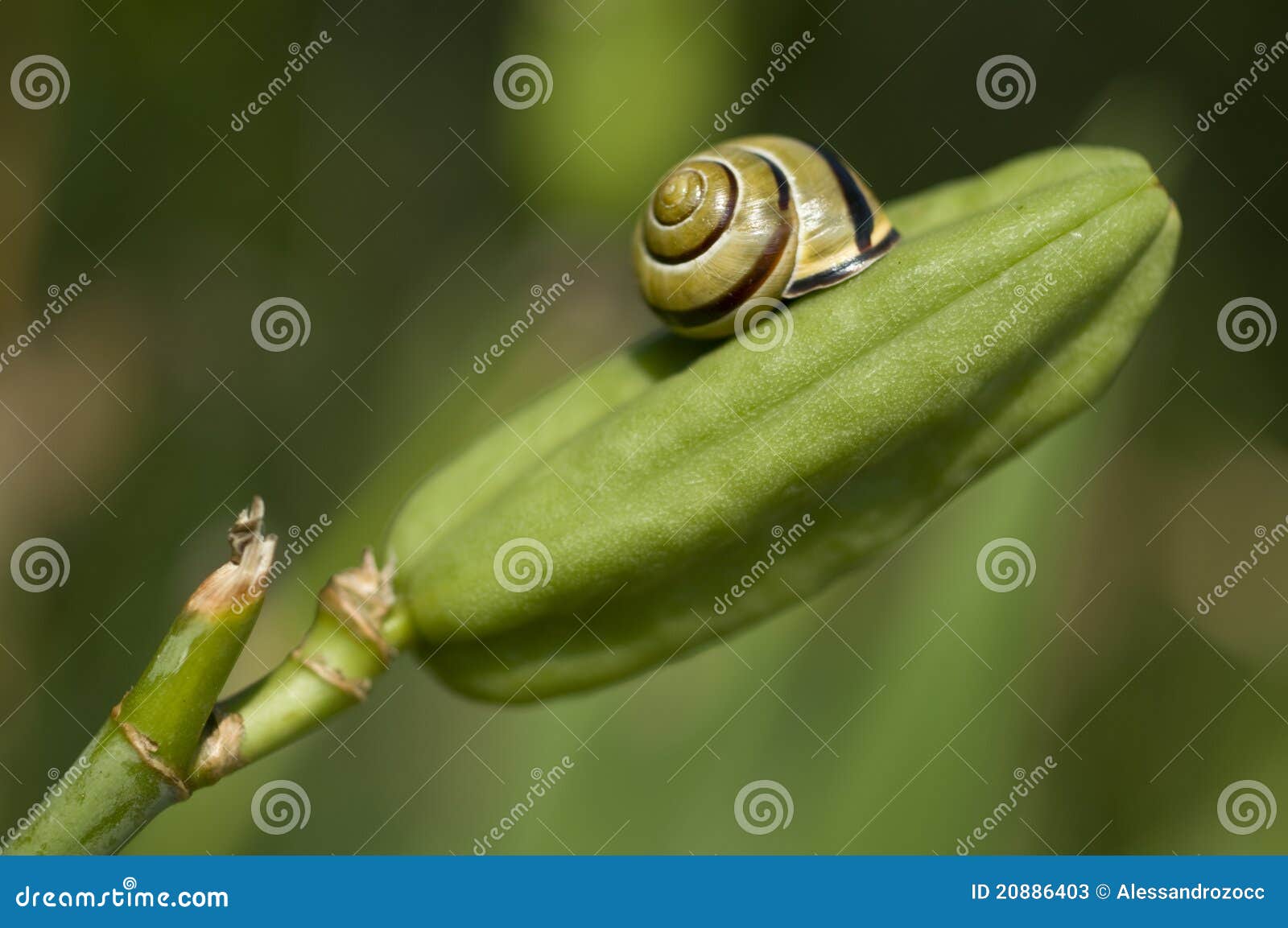 Snail on Green Fruit stock image. Image of snail, ground - 20886403