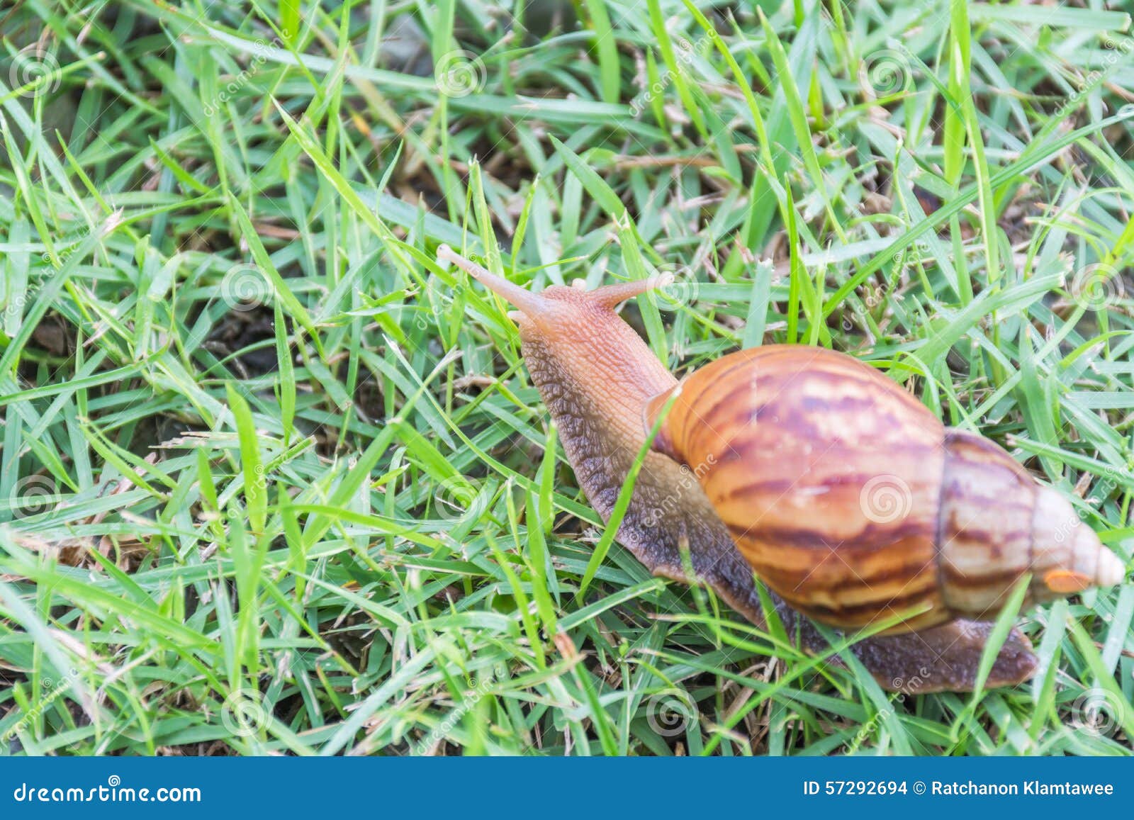 Snail on green grass. stock photo. Image of green, plant - 57292694