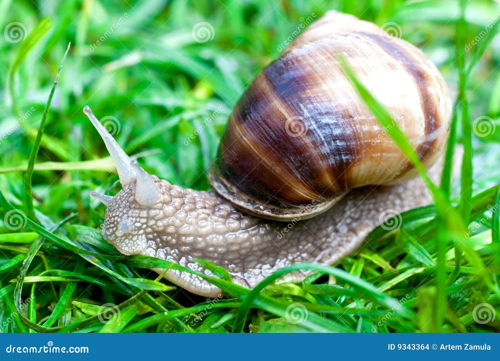 Snail on a green grass stock photo. Image of plant, gastropod - 9343364