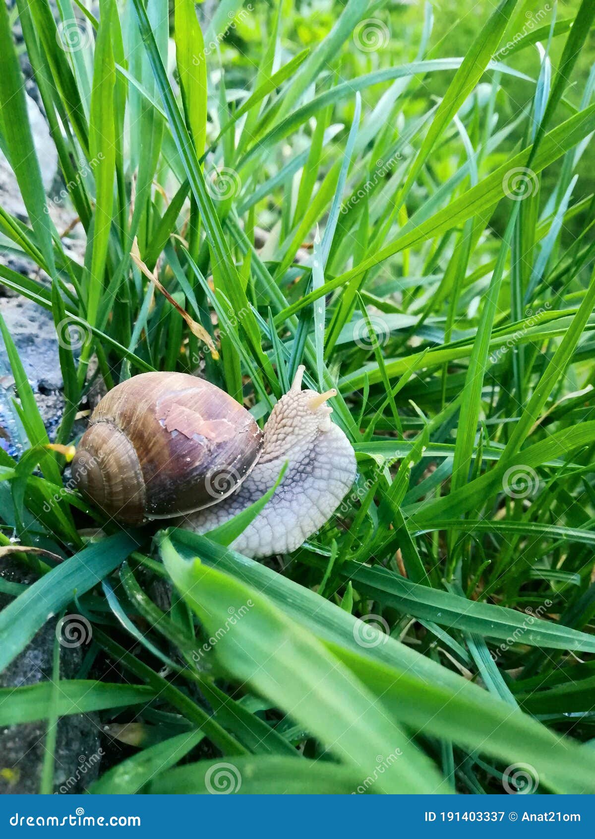 Snail in Green Grass on a Summer Day Stock Image - Image of isolated ...
