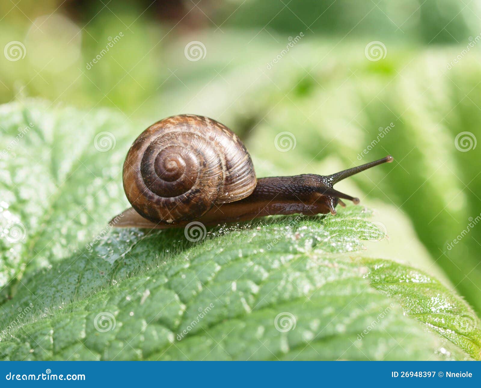 Snail on a green leaf stock image. Image of leaf, strong - 26948397