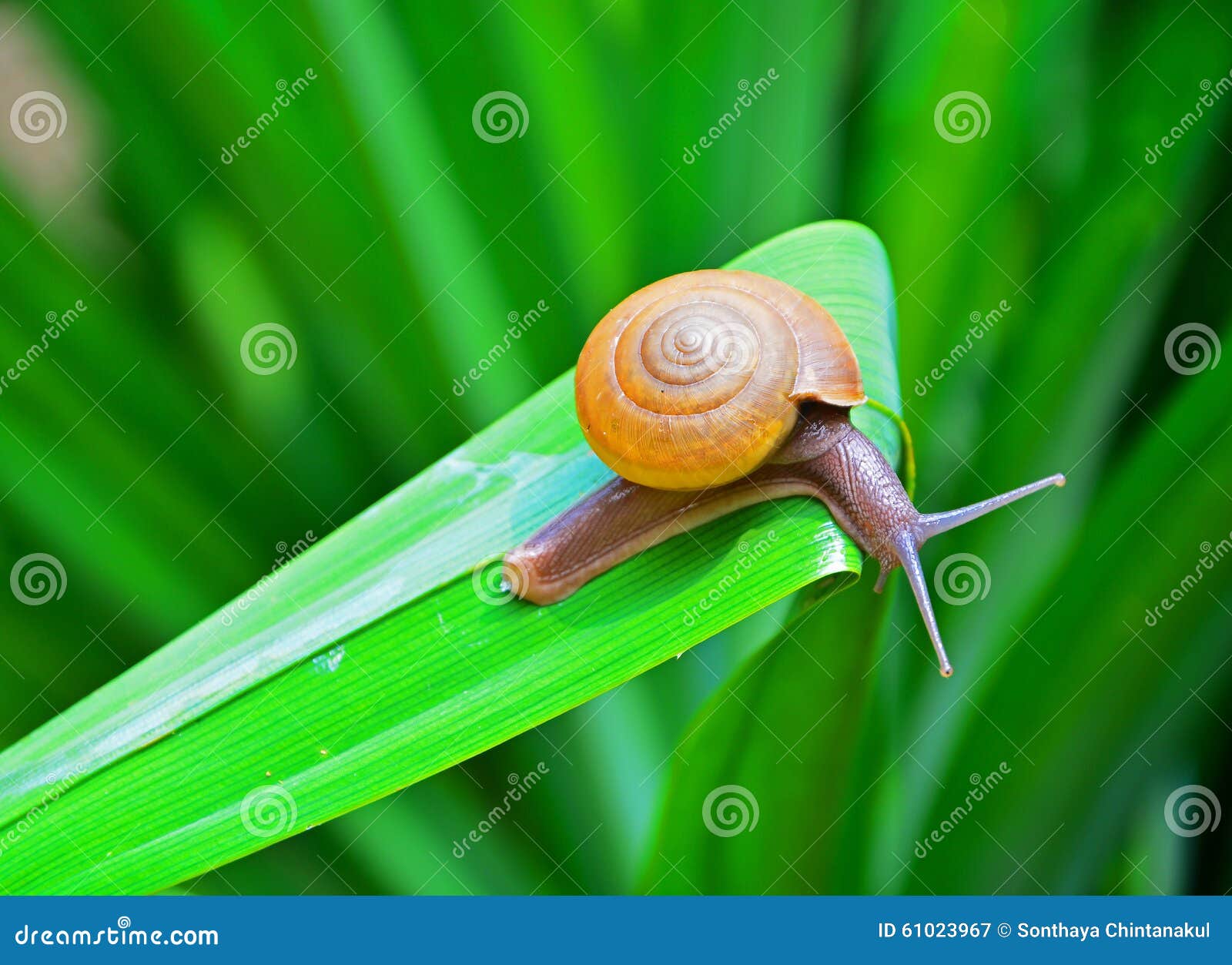 Snail on green leaf stock image. Image of life, lifetime - 61023967