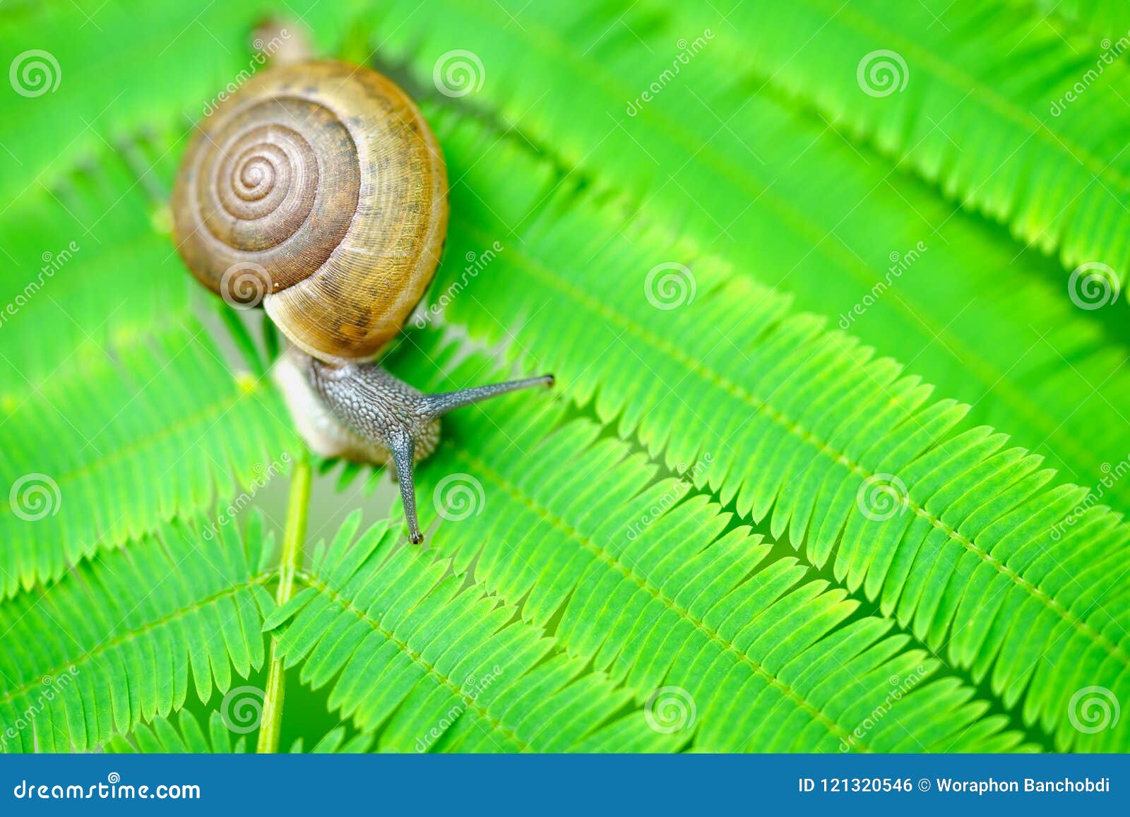 Snail on a green leaf stock photo. Image of animal, mucus - 121320546