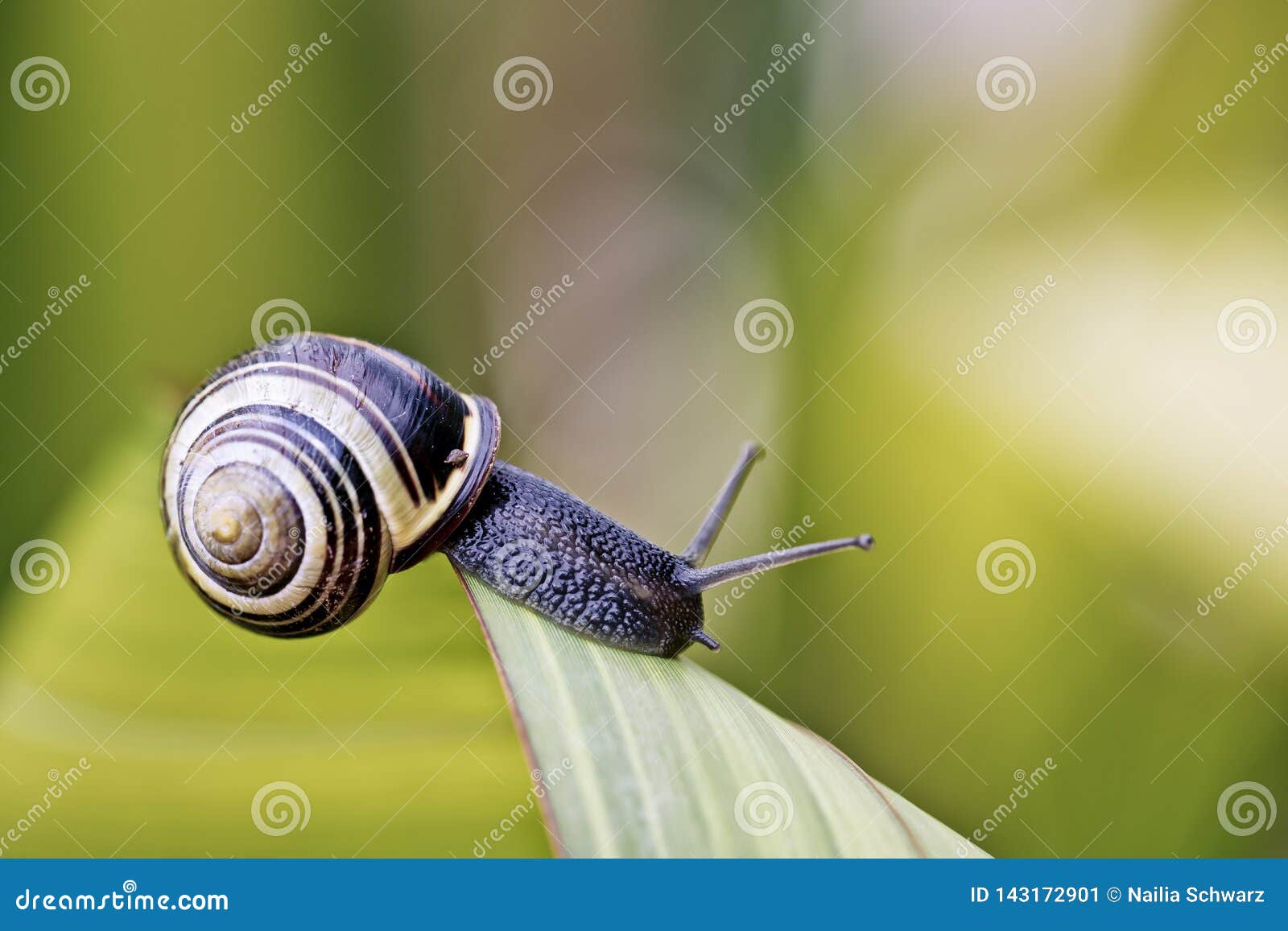 Snail on green Leaf stock image. Image of cute, animal - 143172901