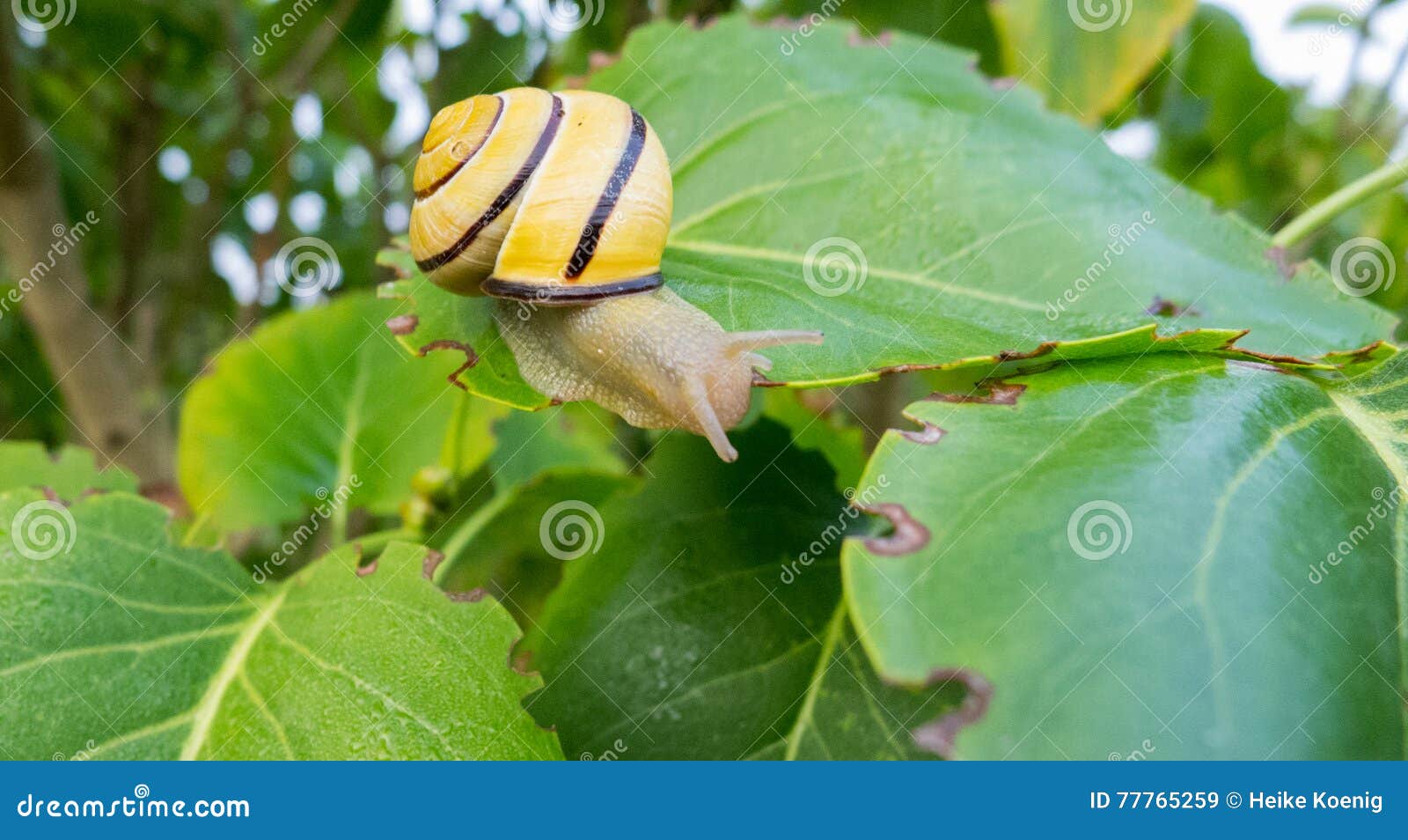 Snail on green leaf stock image. Image of pest, brown - 77765259