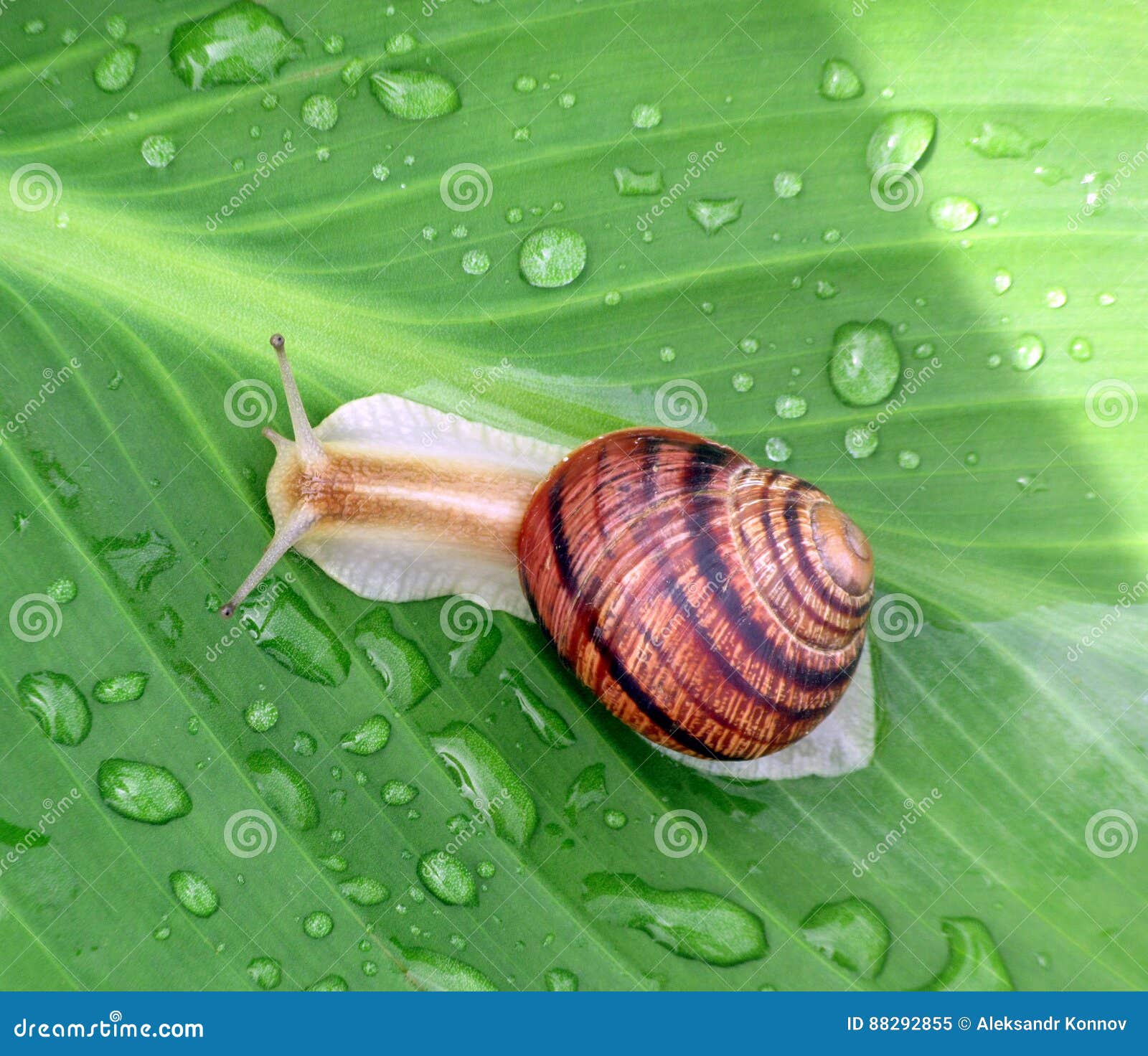 Snail on a green leaf stock image. Image of coast, head - 88292855
