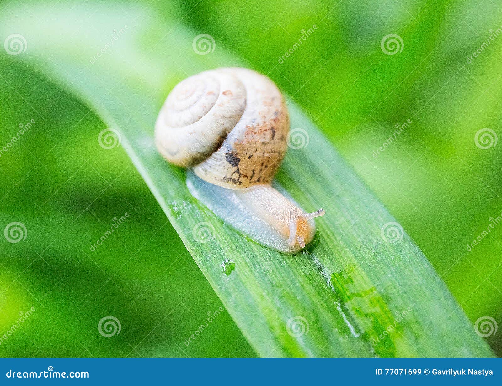 Snail on a green leaf stock image. Image of mildew, botany - 77071699