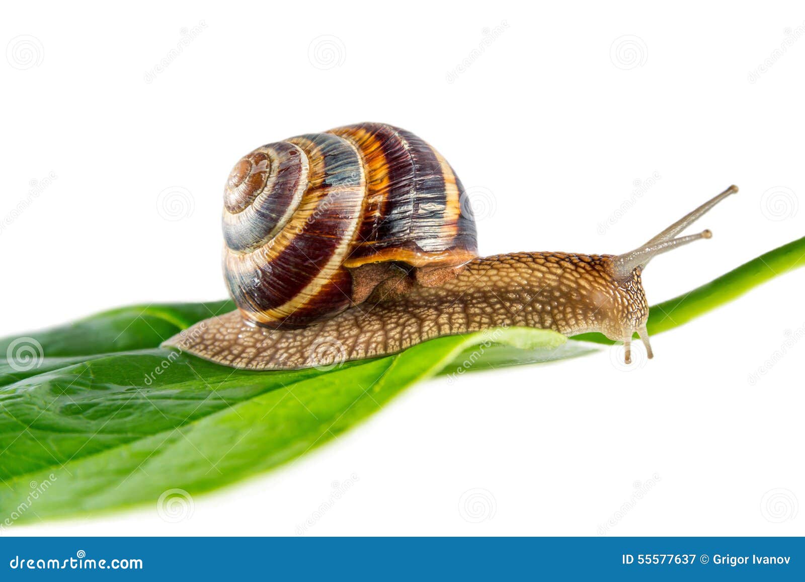 Snail on green leaf stock image. Image of nature, helix - 55577637