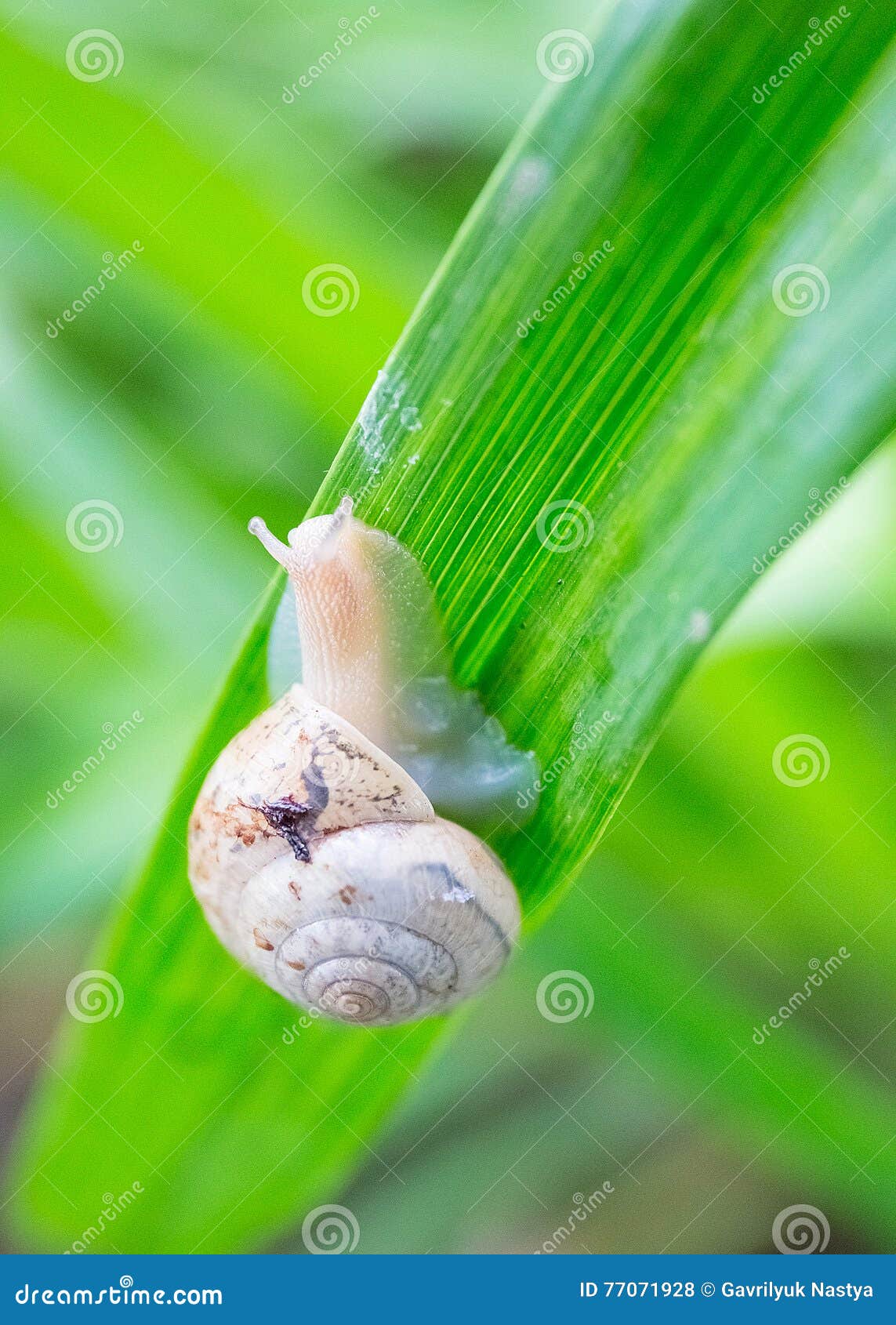 Snail on a green leaf stock photo. Image of gardennpollination - 77071928