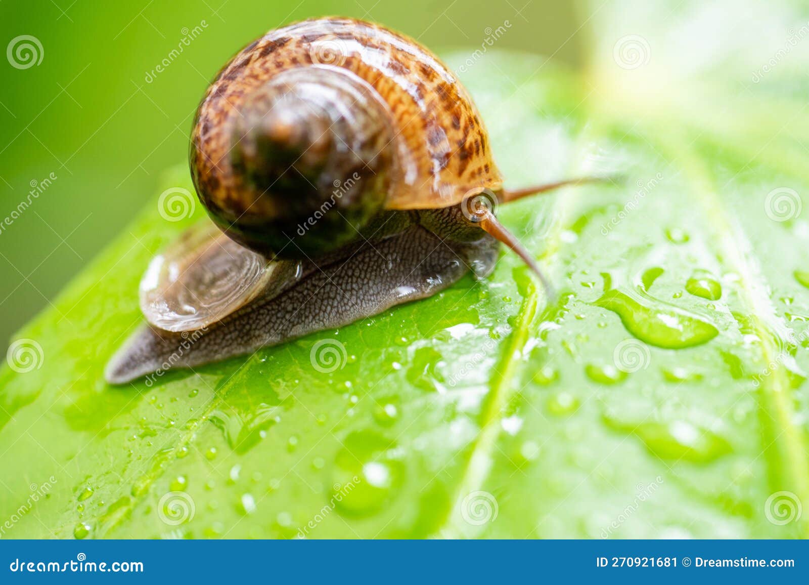 Snail on Green Leaf after Rain Stock Image - Image of amphibian, green ...