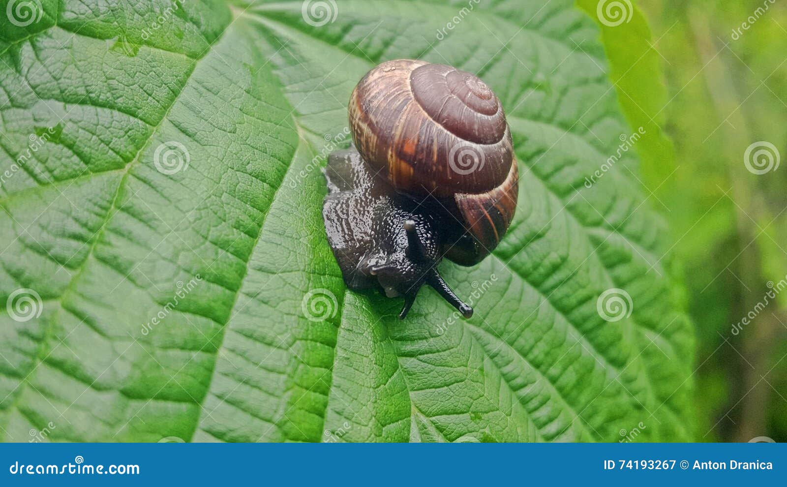 Snail stock image. Image of nail, berry, rasp, raspberry - 74193267