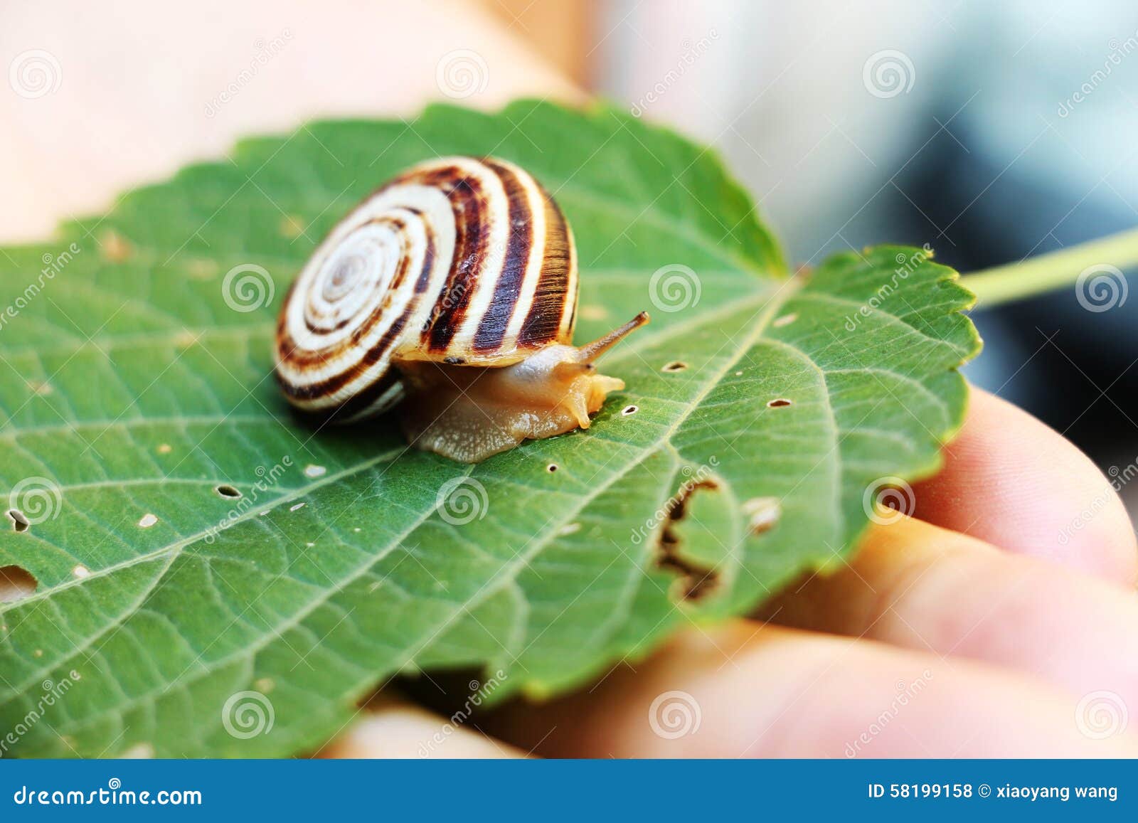 Snail on the green leaf stock photo. Image of leaf, feelers - 58199158