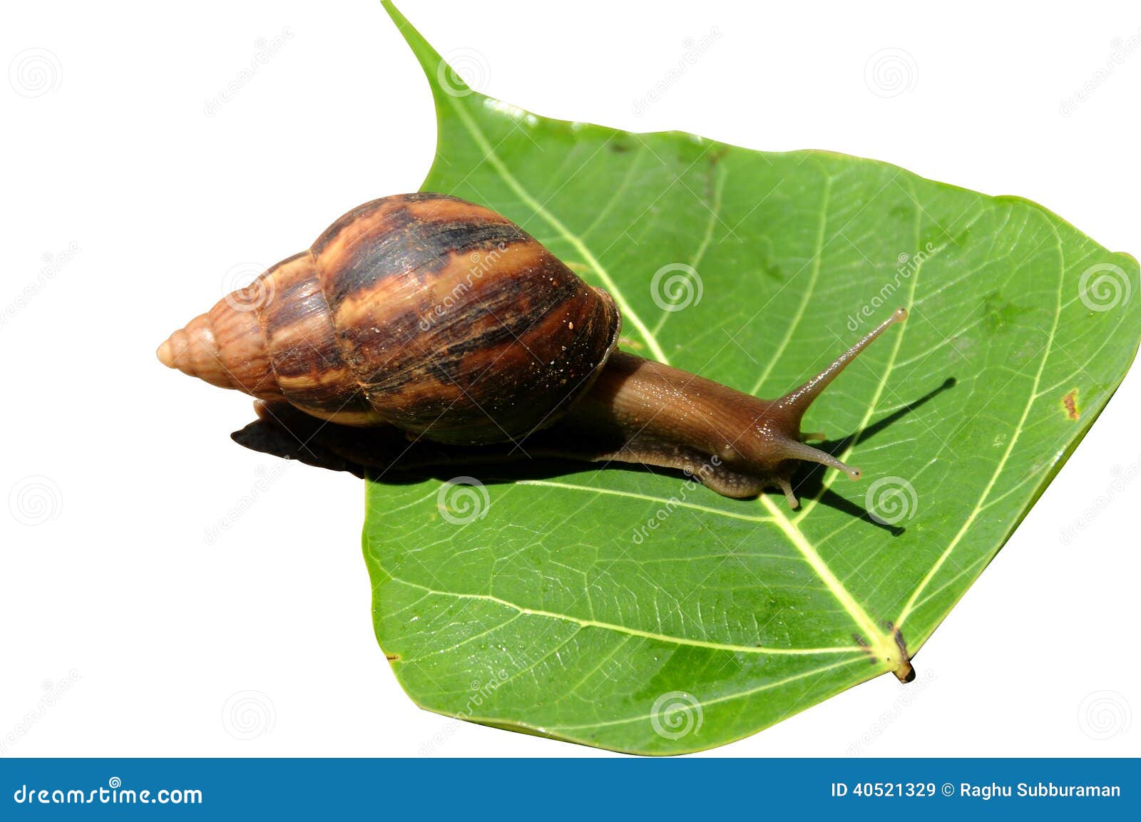 Snail on a green leaf. stock image. Image of wildlife - 40521329