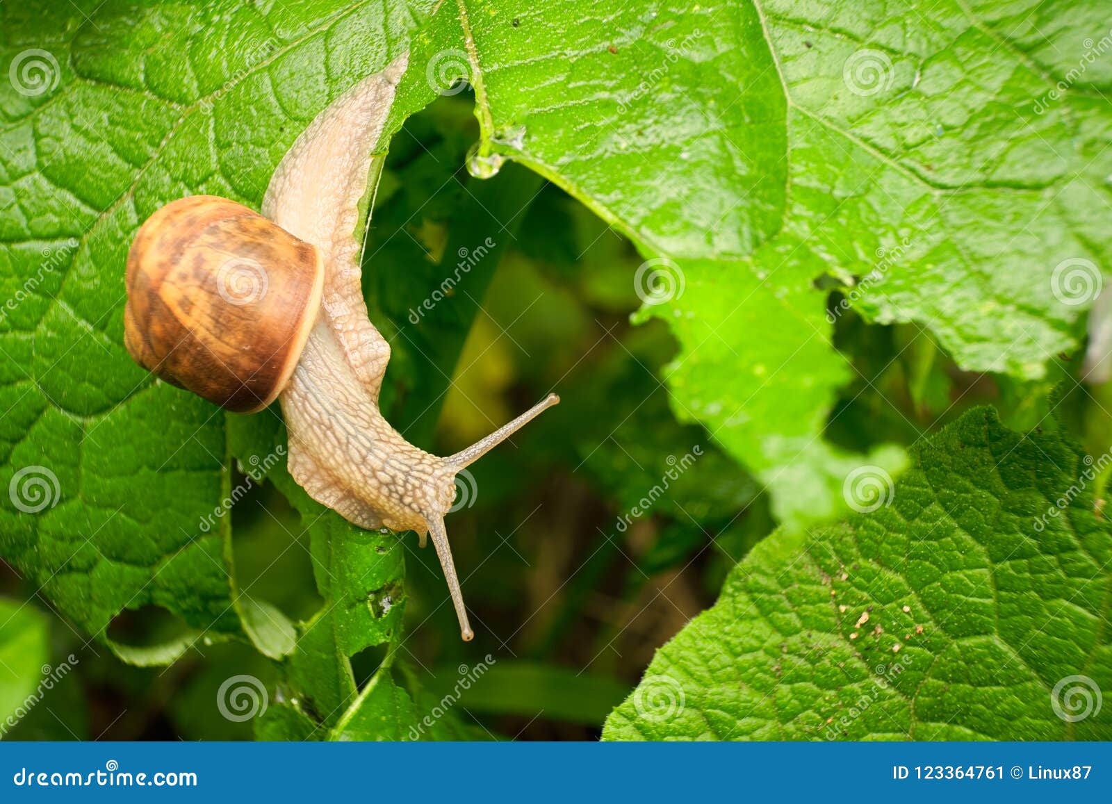 Snail on leaf stock image. Image of macro, food, beautiful - 123364761