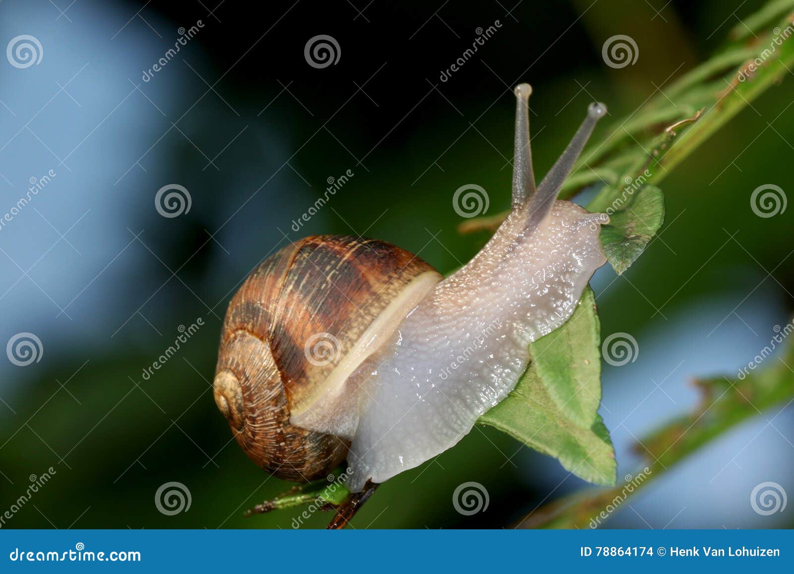 Snail on green leaf stock photo. Image of leaf, snail - 78864174