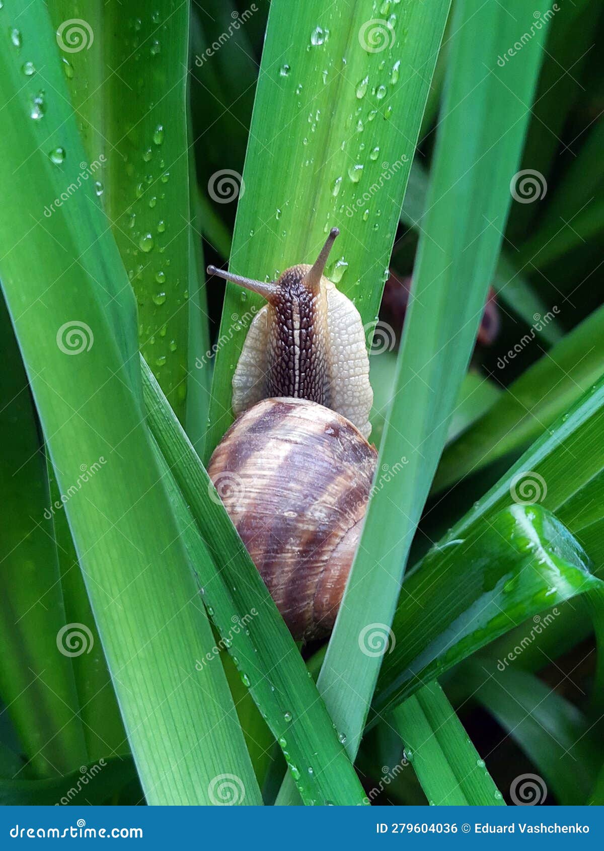 Snail in the Green after the Rain Stock Photo - Image of green, closeup ...