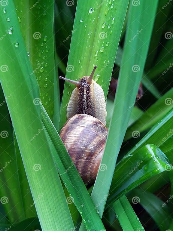 Snail in the Green after the Rain Stock Photo - Image of green, closeup ...