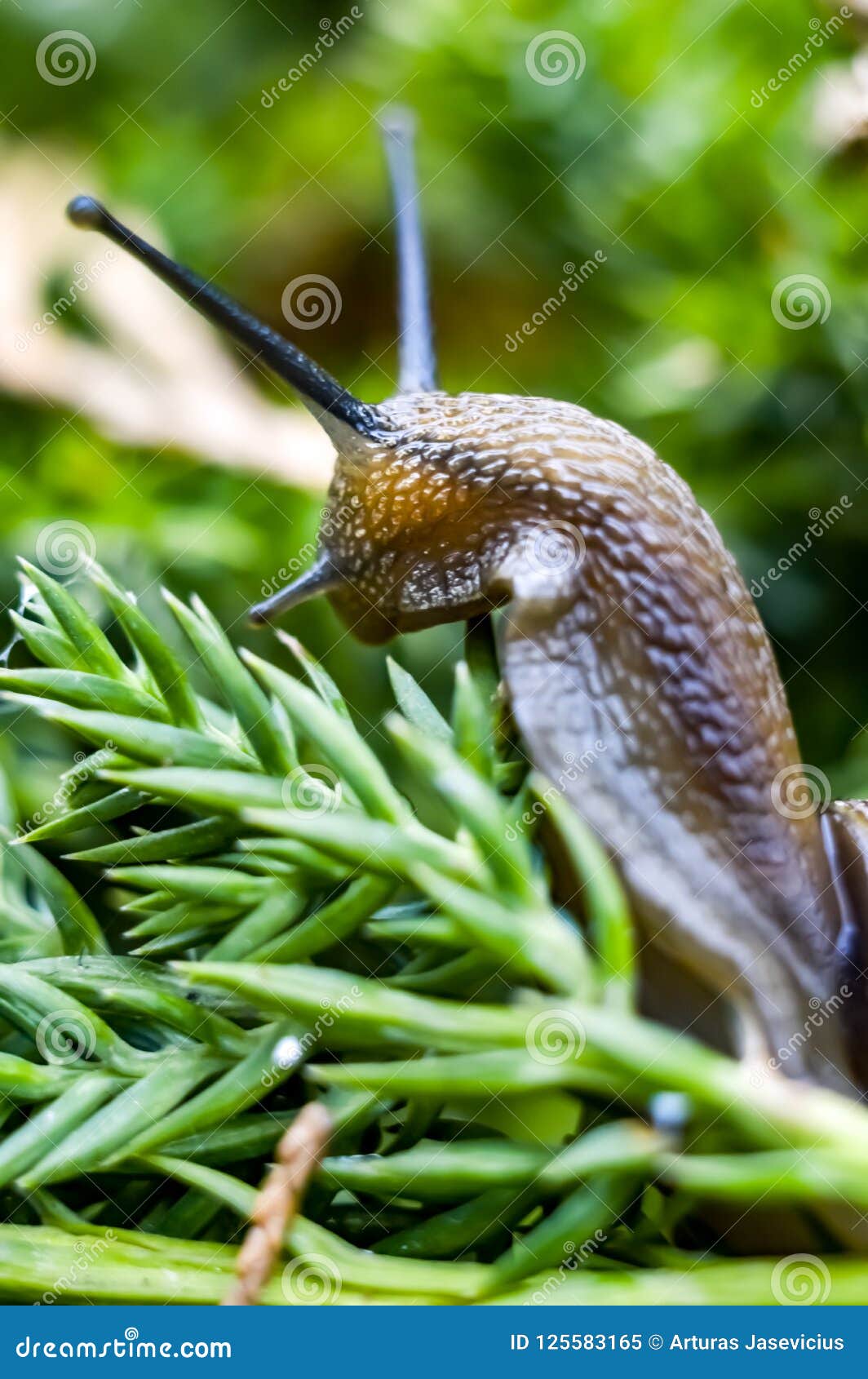 A snail looking from above stock image. Image of snails - 125583165