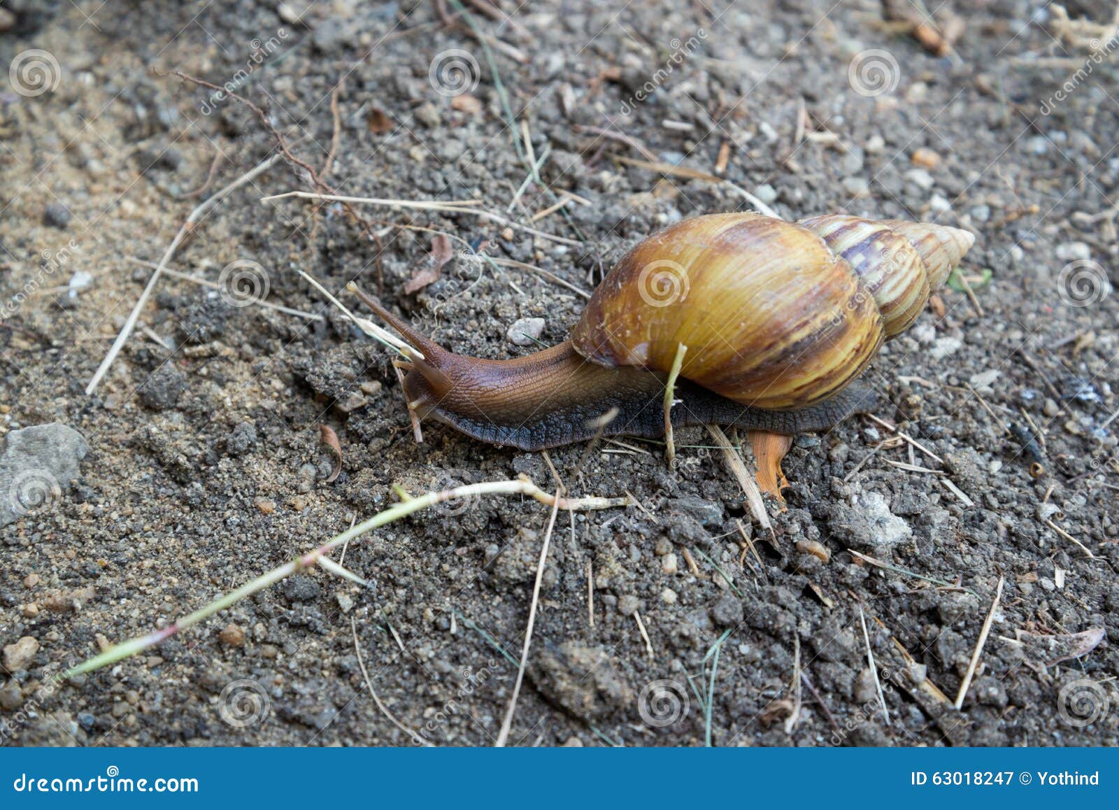 Snail stock image. Image of ground, nature, slimy, helix - 63018247