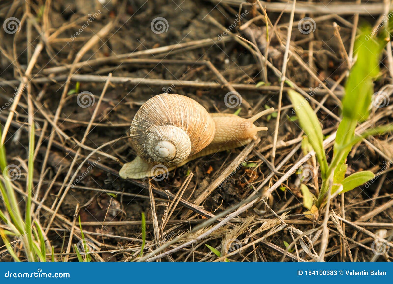 Snail on the ground stock image. Image of fruits, gastropod - 184100383