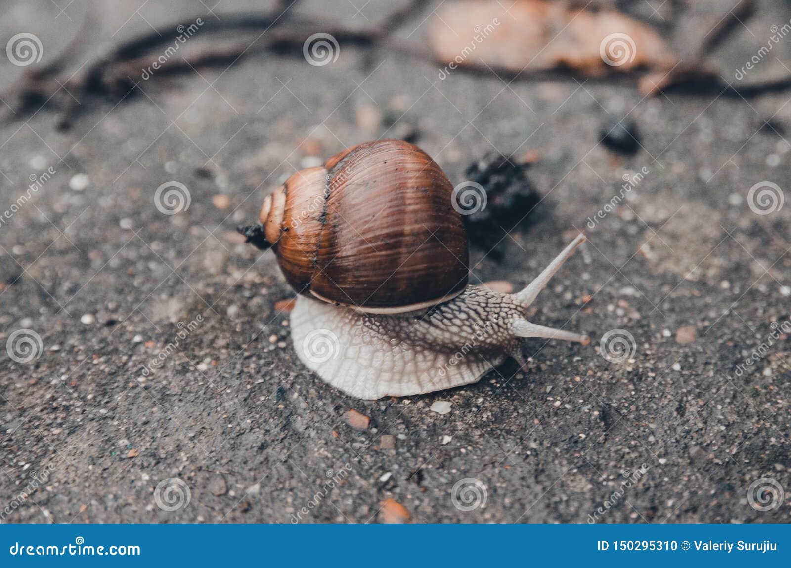 Snail on the ground stock photo. Image of pomatia, cooking - 150295310