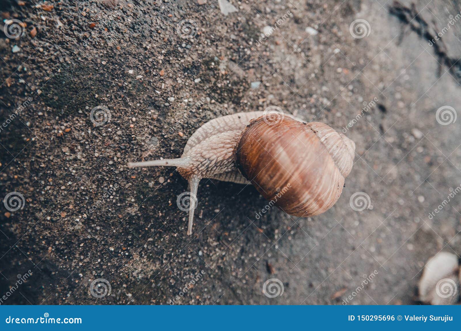 Snail on the ground stock photo. Image of life, mollusk - 150295696