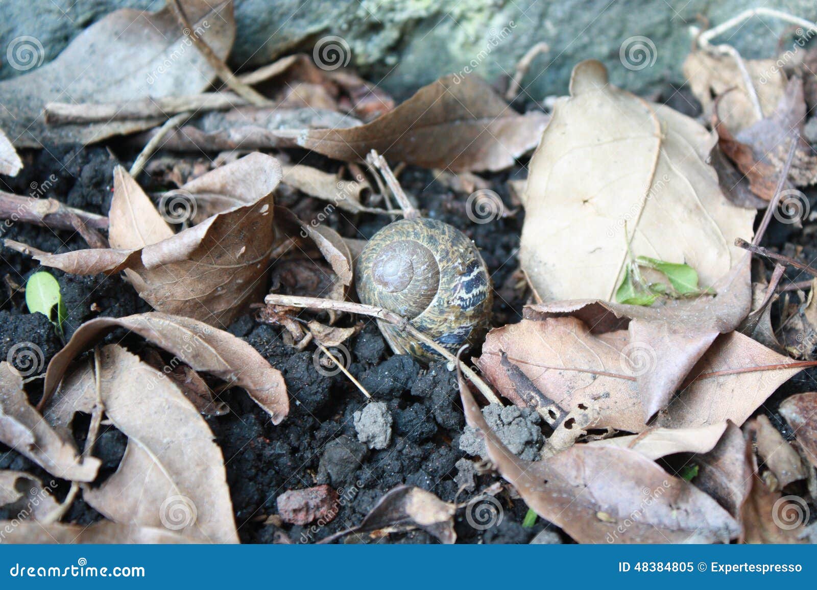 Snail on the Ground with Death Leaves Stock Image - Image of secas ...