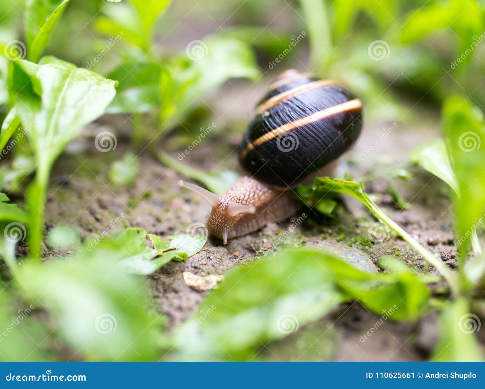 Snail on the Ground in Nature Stock Image - Image of ground, shiny ...