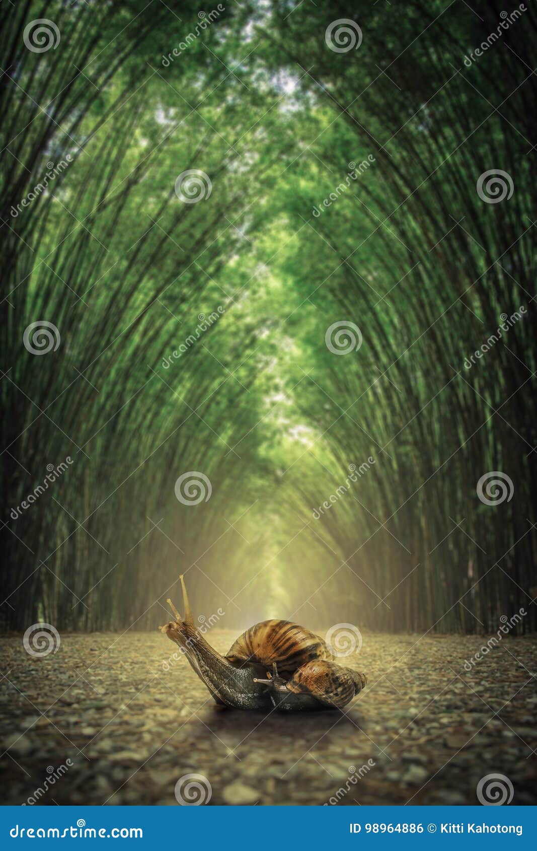 Snail on Ground. the Path Flanked by Two Sides with No Bamboo Forest ...