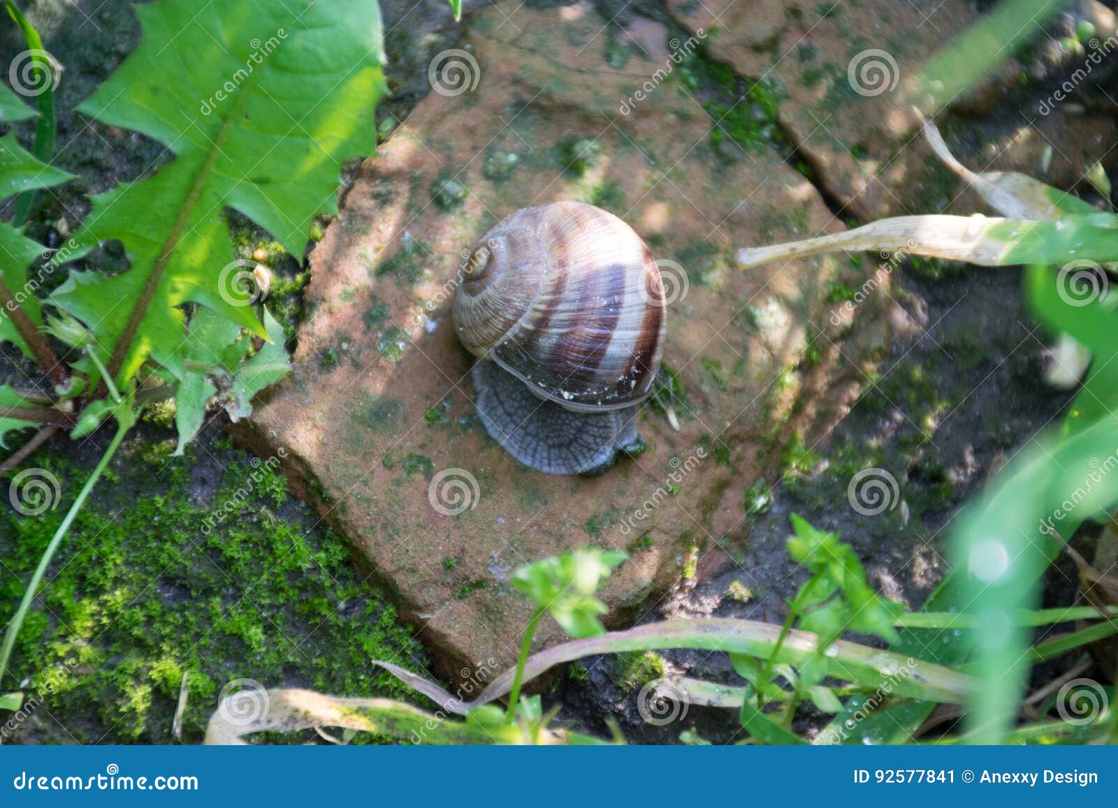 Snail on the ground stock image. Image of animals, ground - 92577841