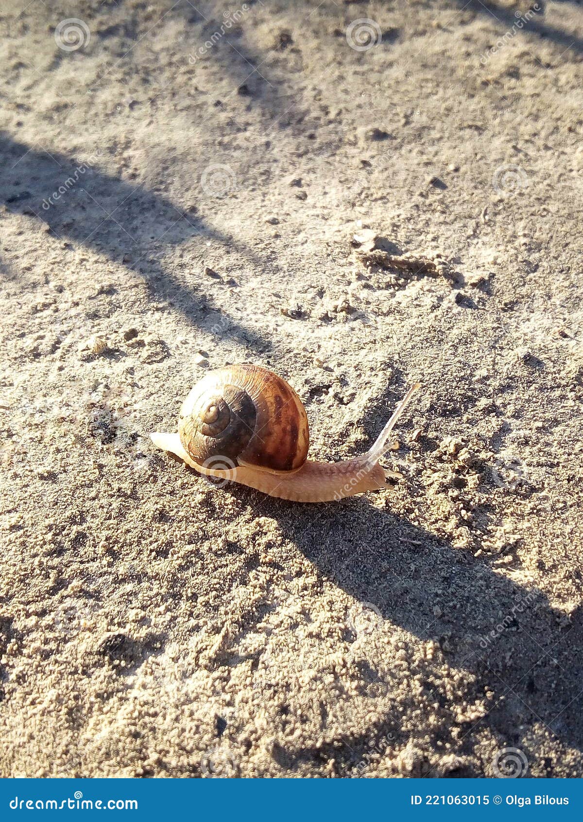 Snail on the ground stock image. Image of food, mollusk - 221063015