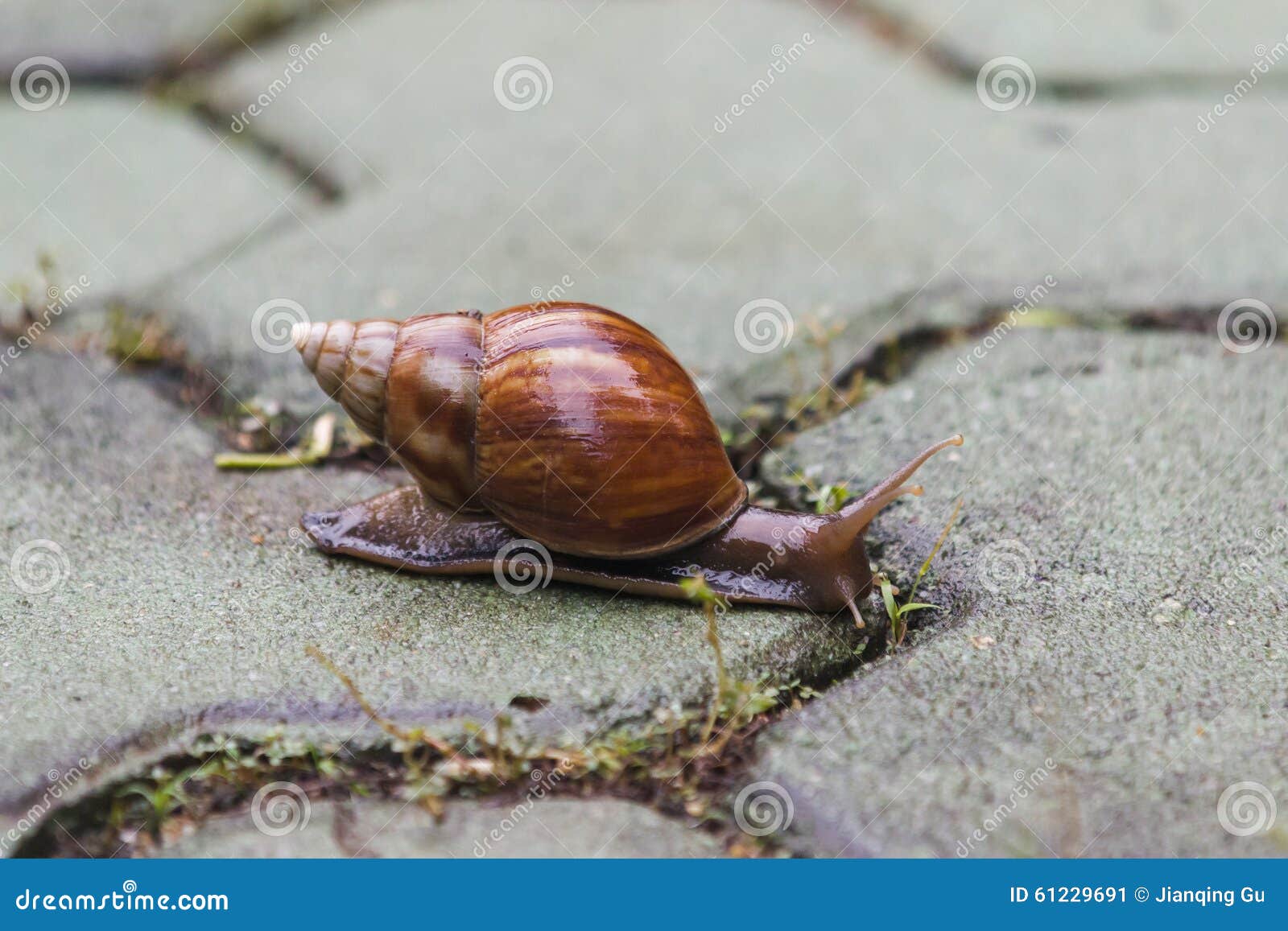 Snail on ground stock image. Image of stroll, small, shell - 61229691