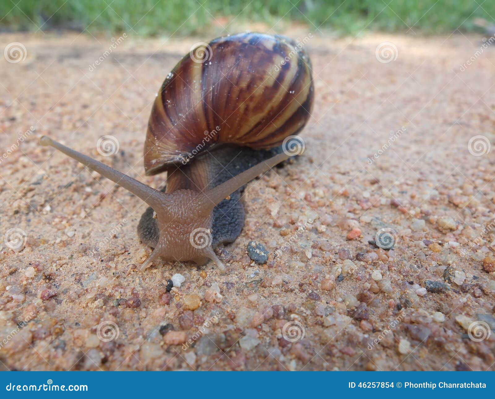 Snail on the ground stock photo. Image of crawling, small - 46257854