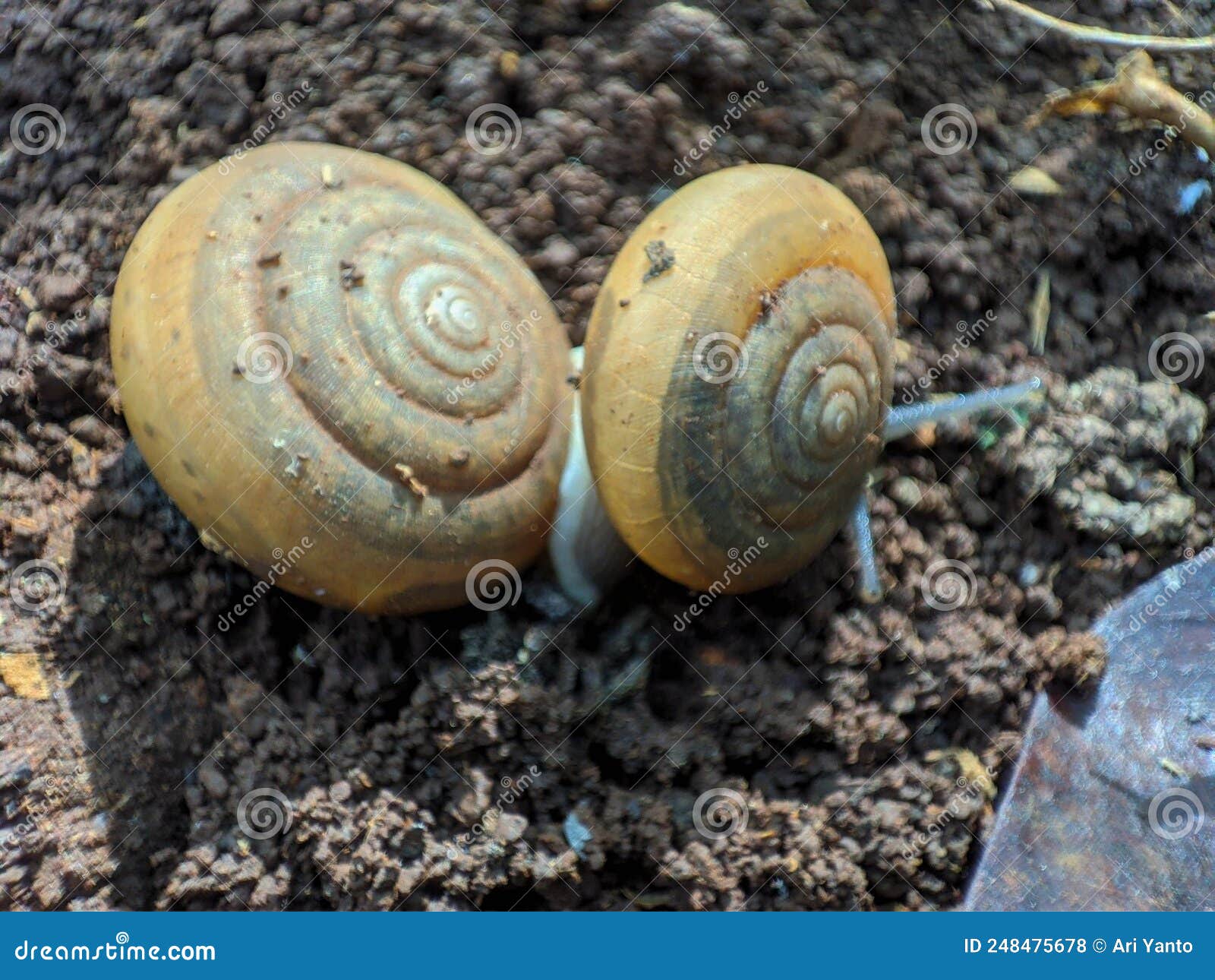 Snail on the ground stock photo. Image of snail, reptile - 248475678