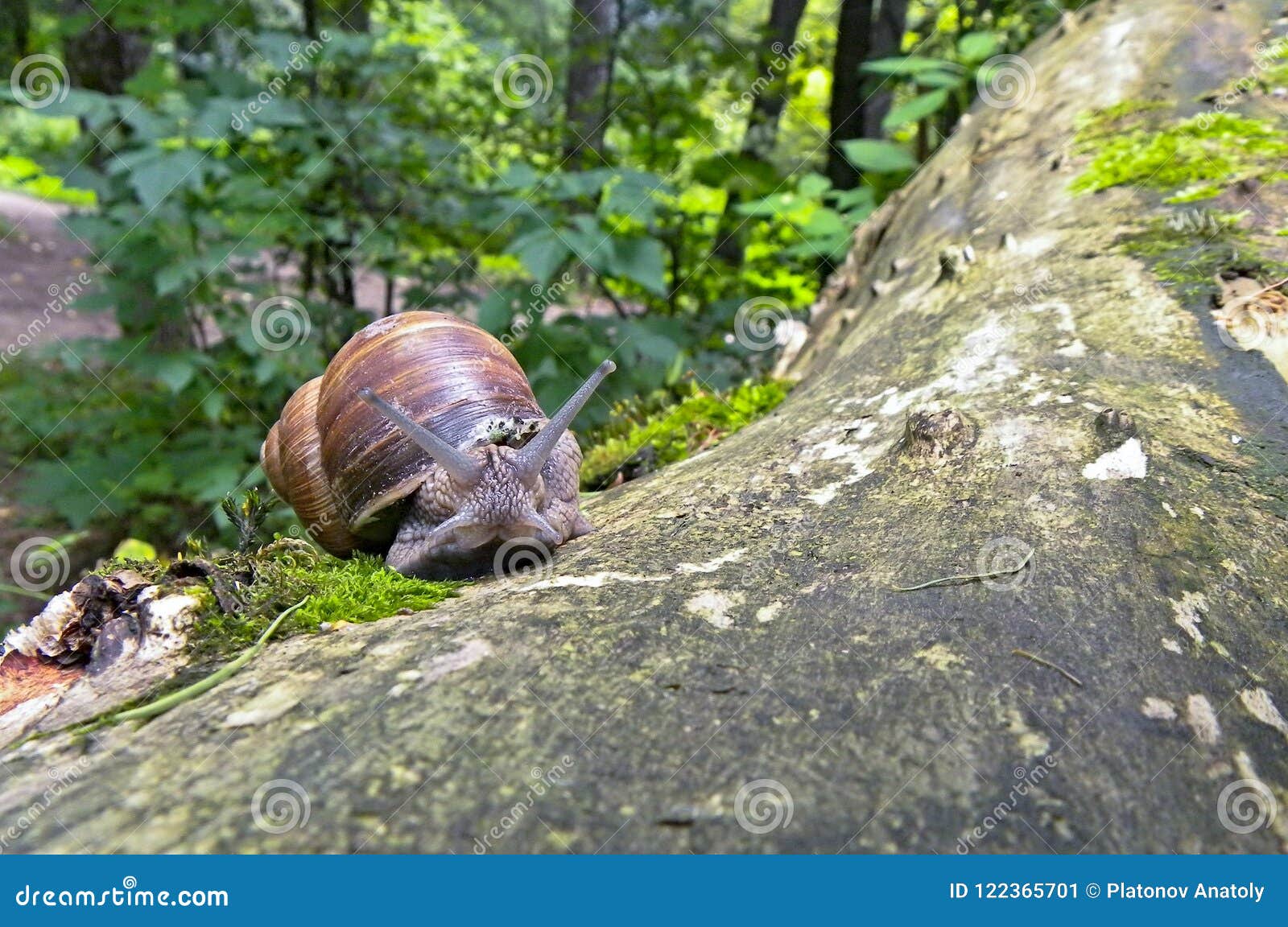Snail on the Guard of Its Territory in the Park. Stock Image - Image of ...