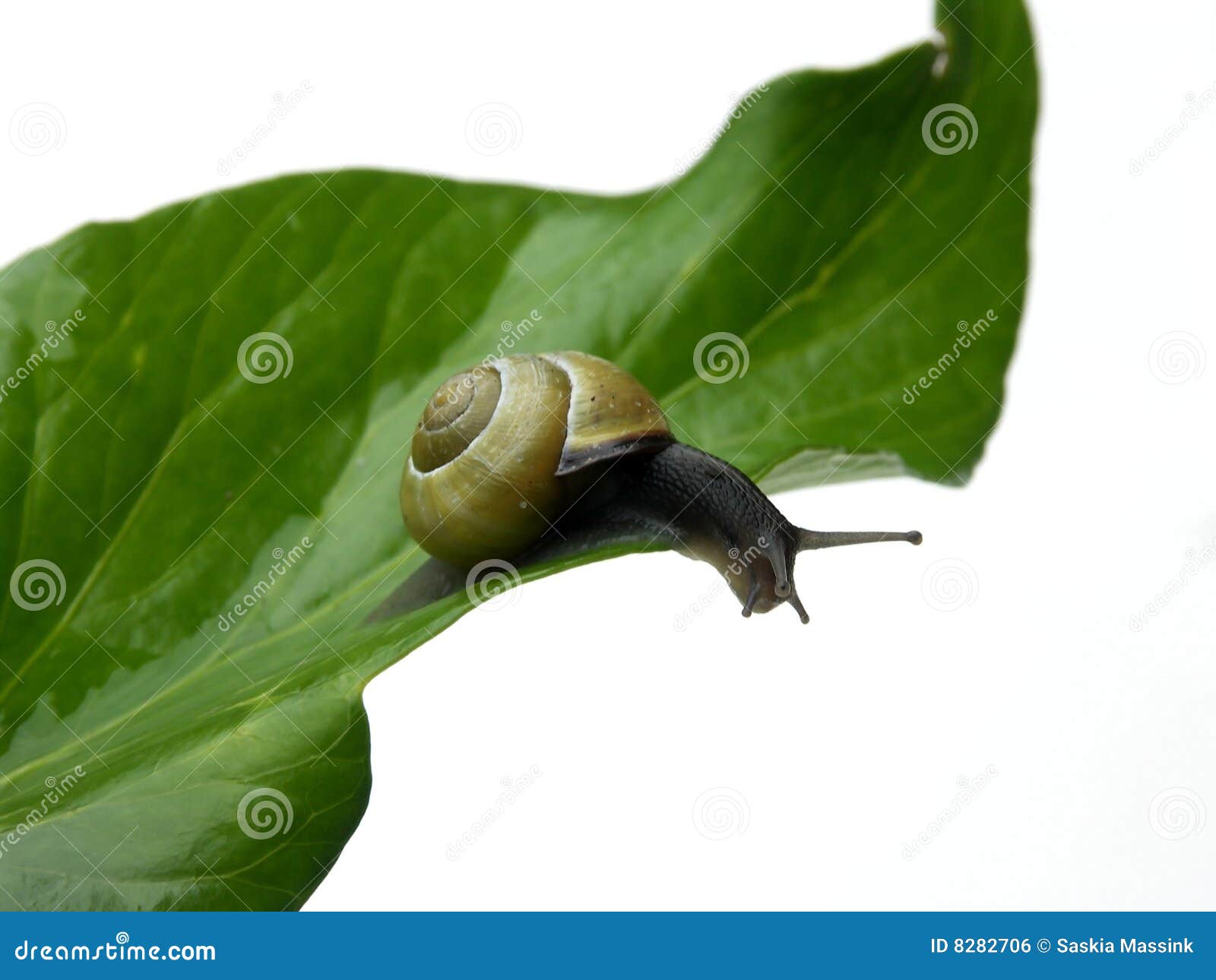 Snail with guts. stock photo. Image of leaf, house, food - 8282706