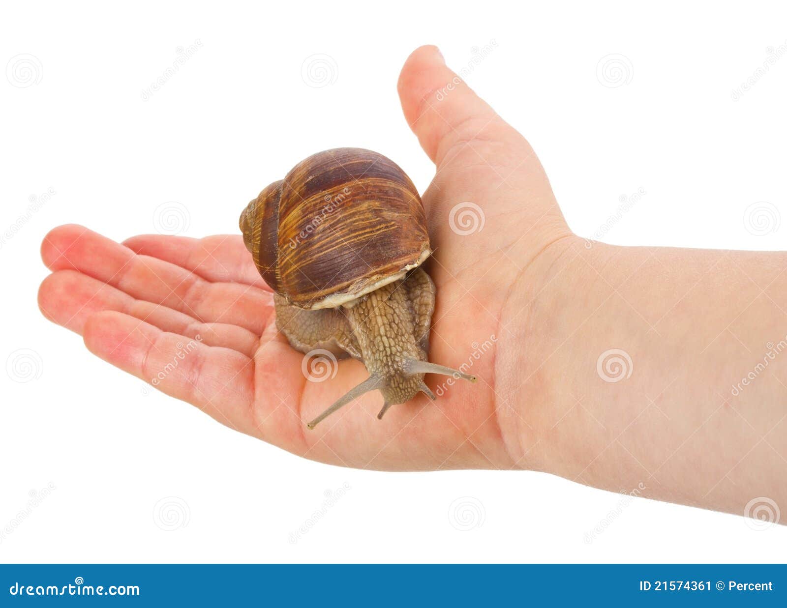 Snail in hand stock image. Image of child, mucus, slime - 21574361