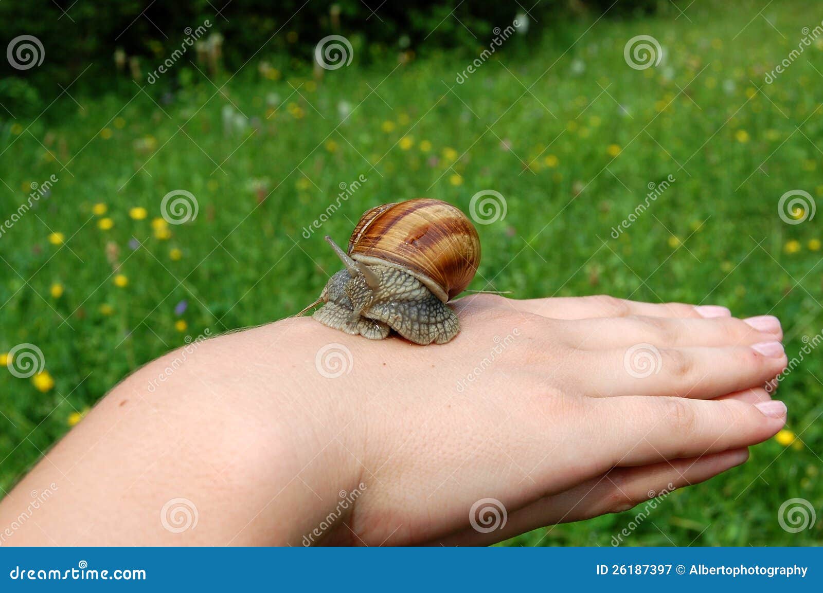 Snail on hand stock image. Image of background, children - 26187397