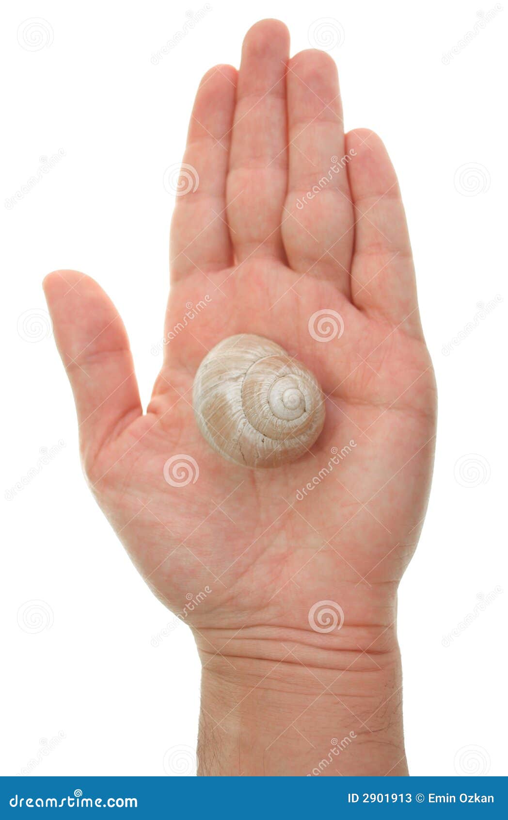 Snail on hand stock image. Image of natural, snail, climbing - 2901913