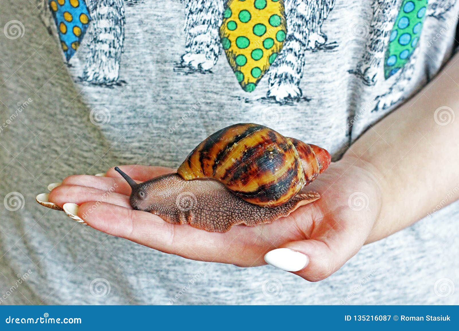 Snail in hand stock image. Image of hold, blue, adult - 135216087