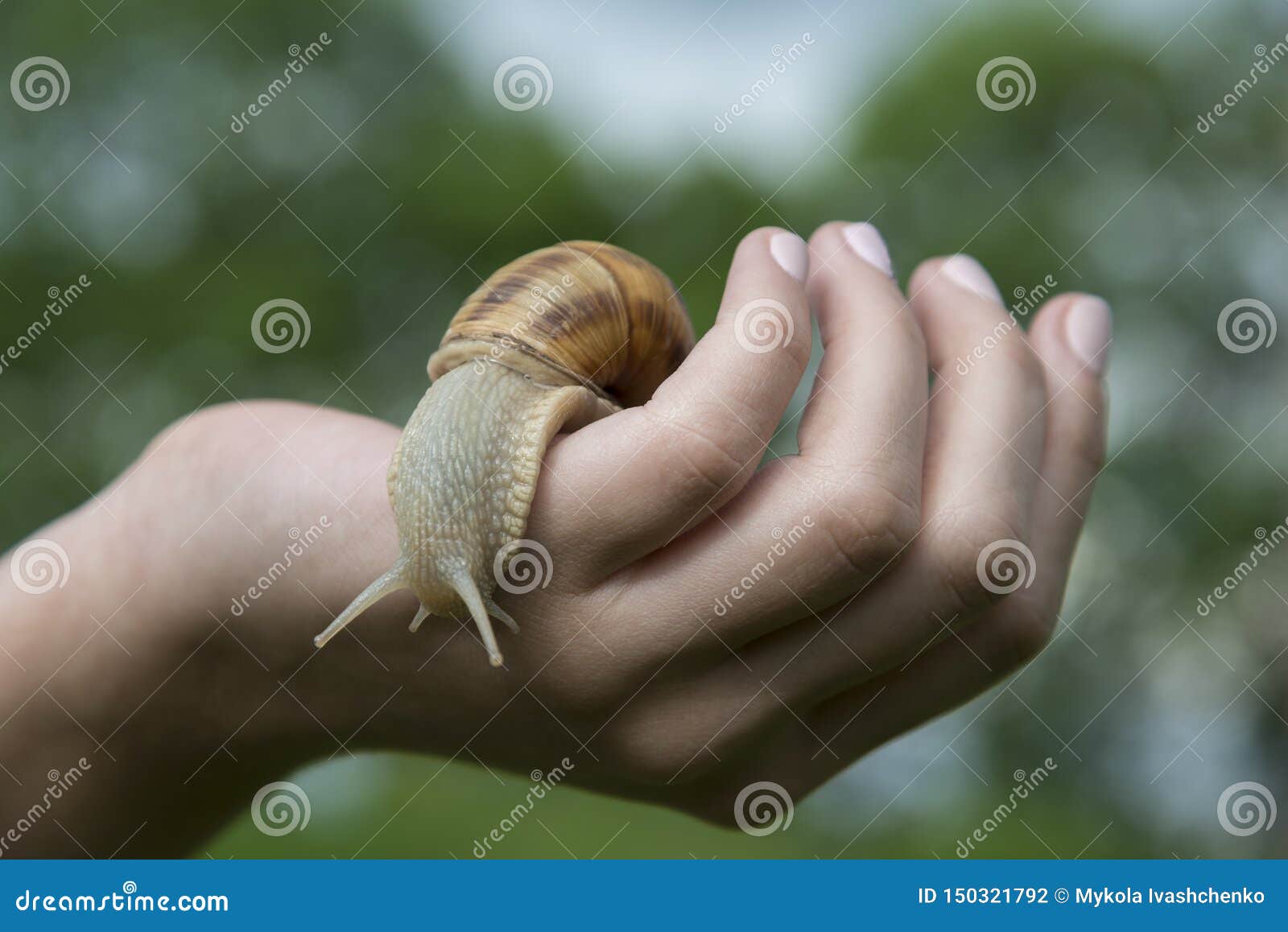 Snail on hand stock photo. Image of nature, natural - 150321792