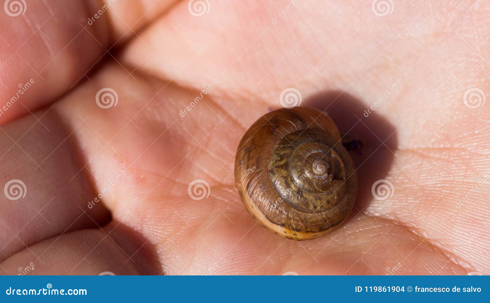 Snail in the hand stock photo. Image of brown, hand - 119861904