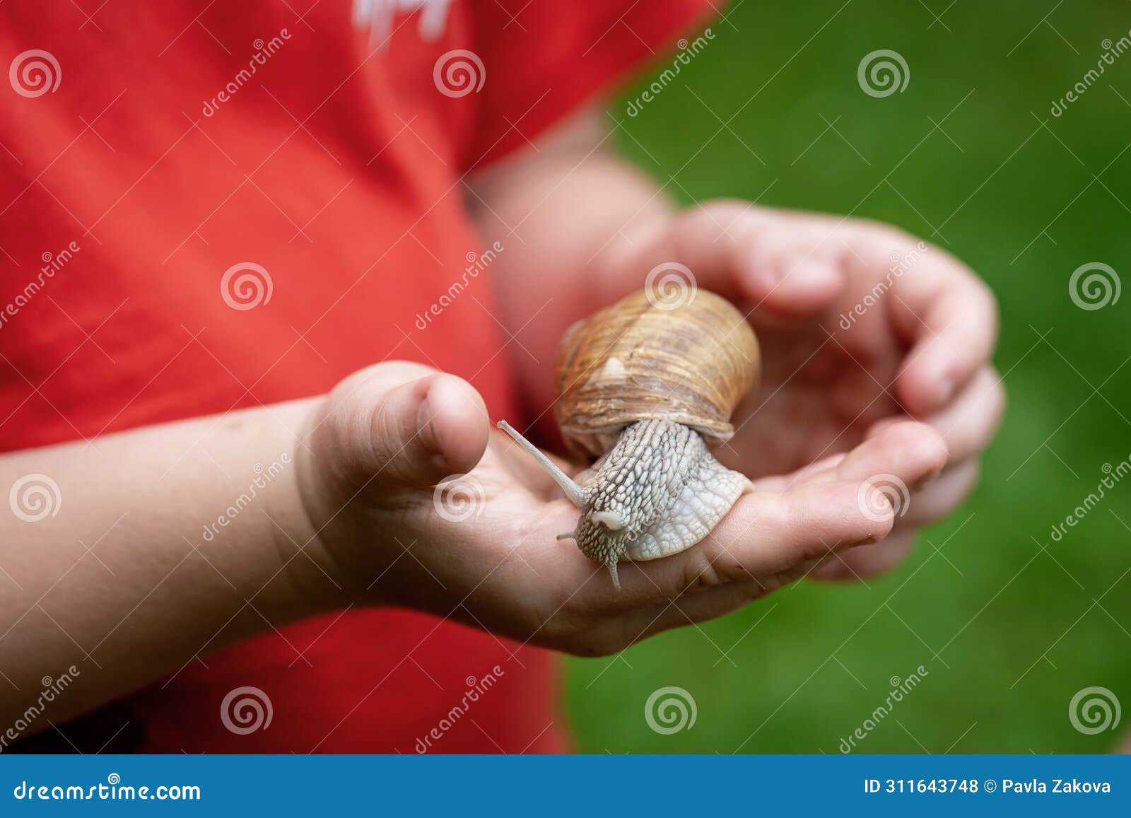 A Snail in a Hand of a Child Stock Photo - Image of shell, education ...