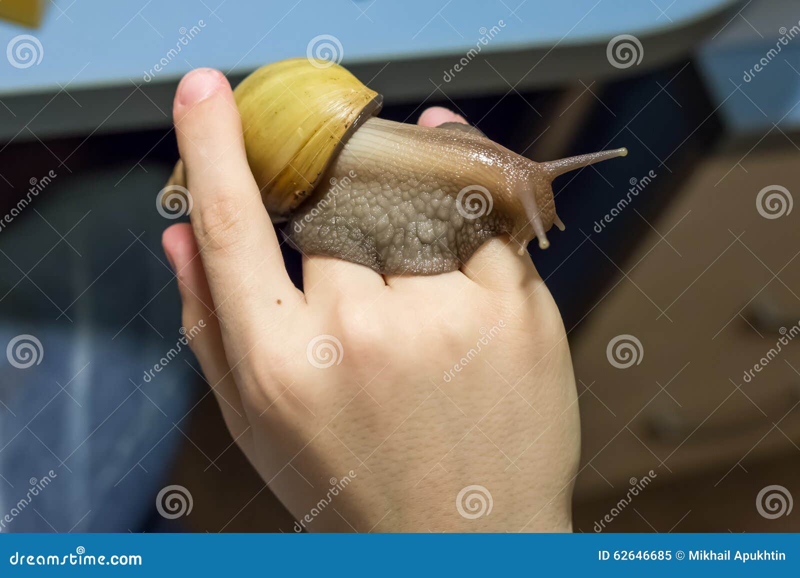 Snail on hands stock image. Image of snail, wild, close - 62646685