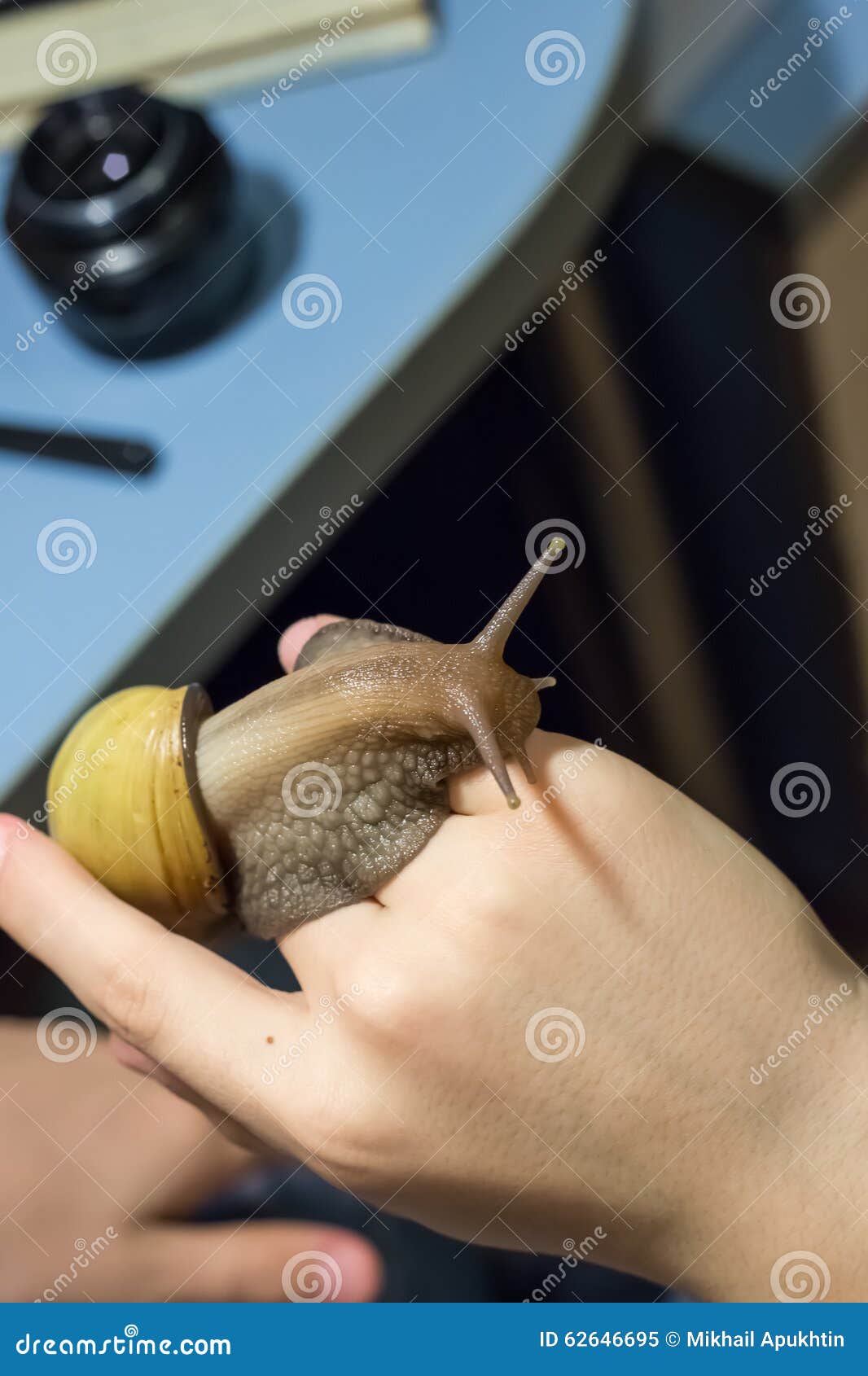Snail on hands stock image. Image of palm, lifestyle - 62646695