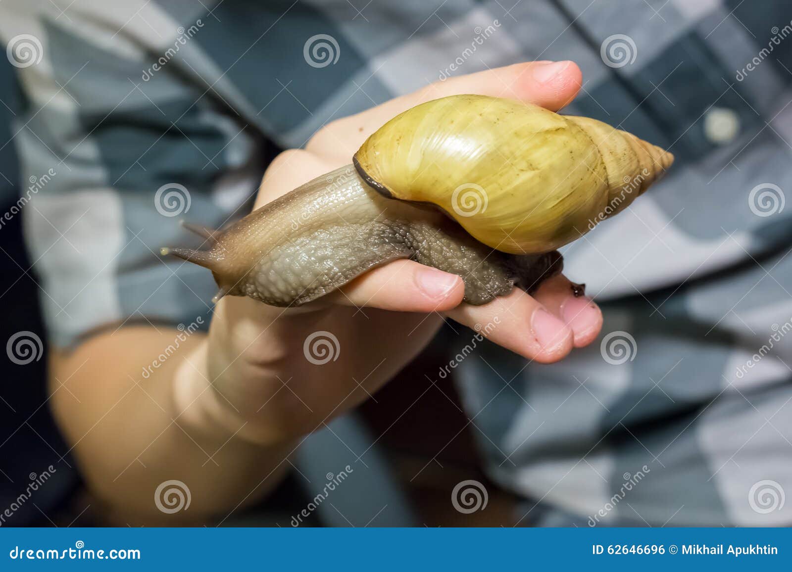 Snail on hands stock photo. Image of close, pets, hand - 62646696