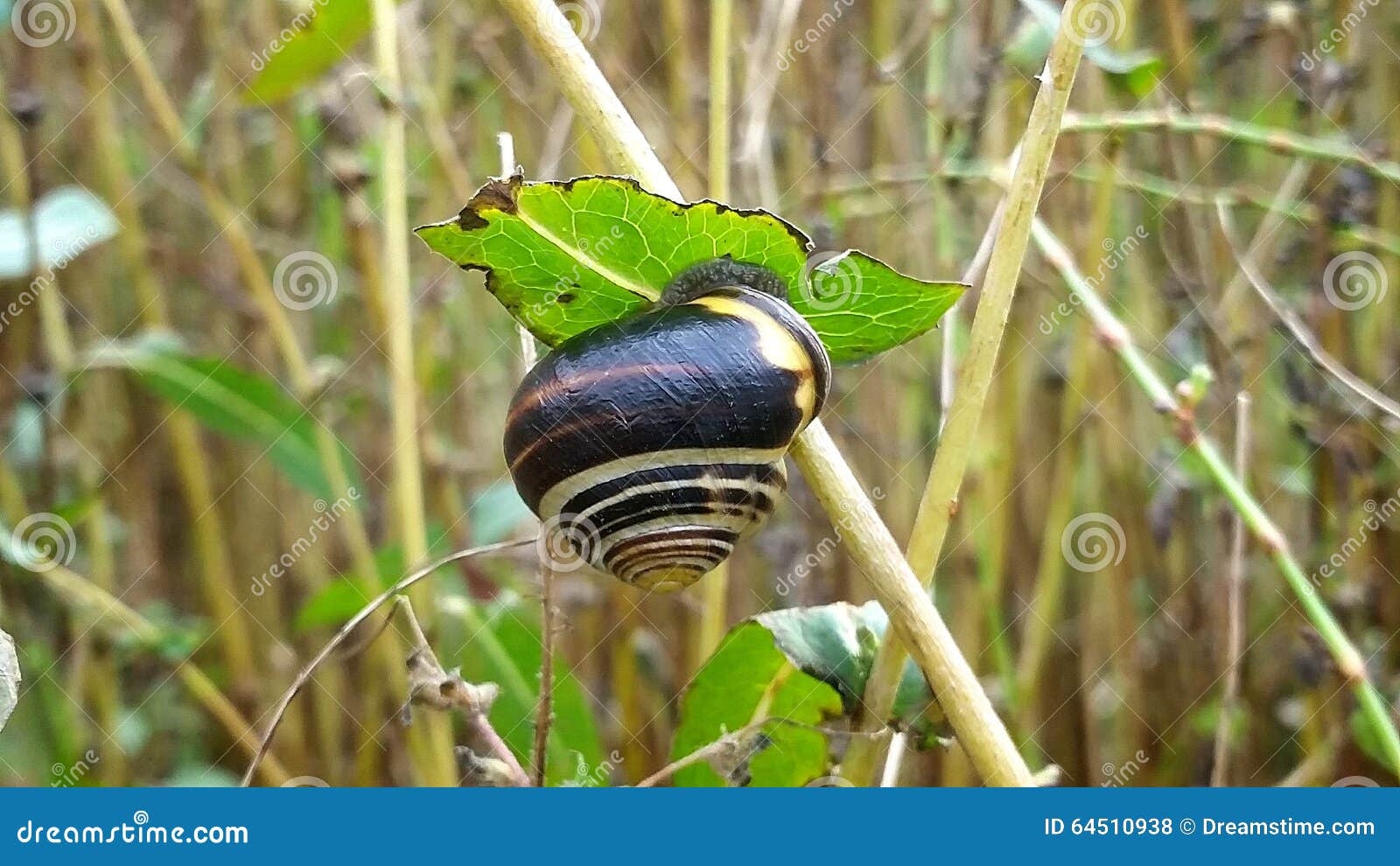 A Snail hanging around! stock photo. Image of hanging - 64510938