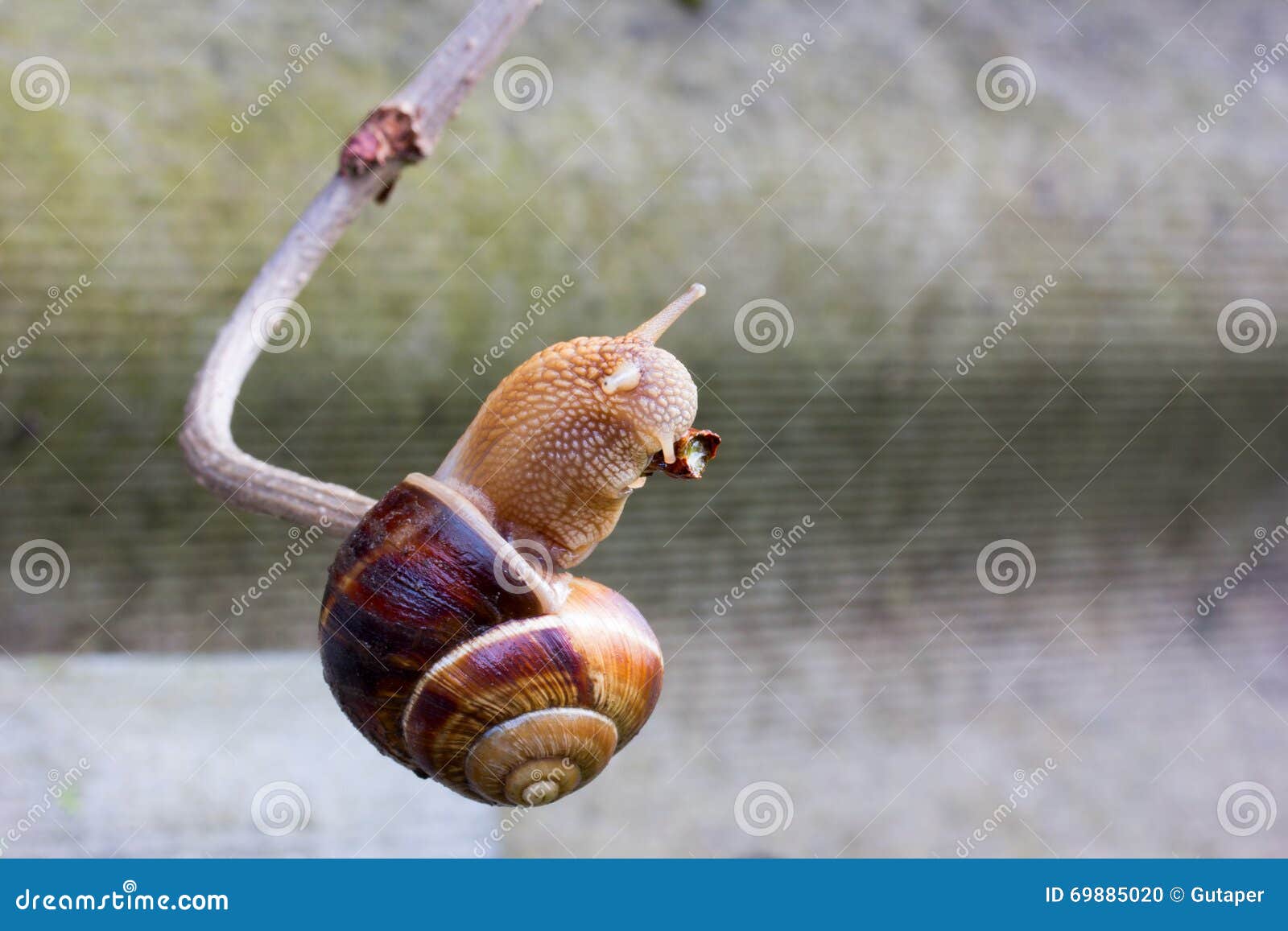 Snail Hanging on a Thin Branch Stock Photo - Image of feelers ...